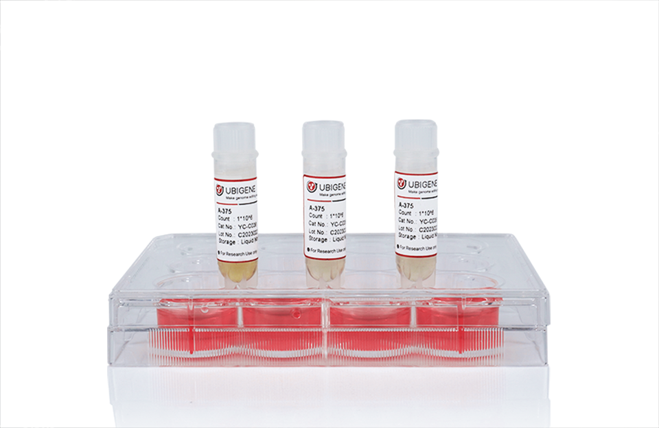 狗肾细胞(MDCK(NBL-2)-CAS9)_源井生物【官网】