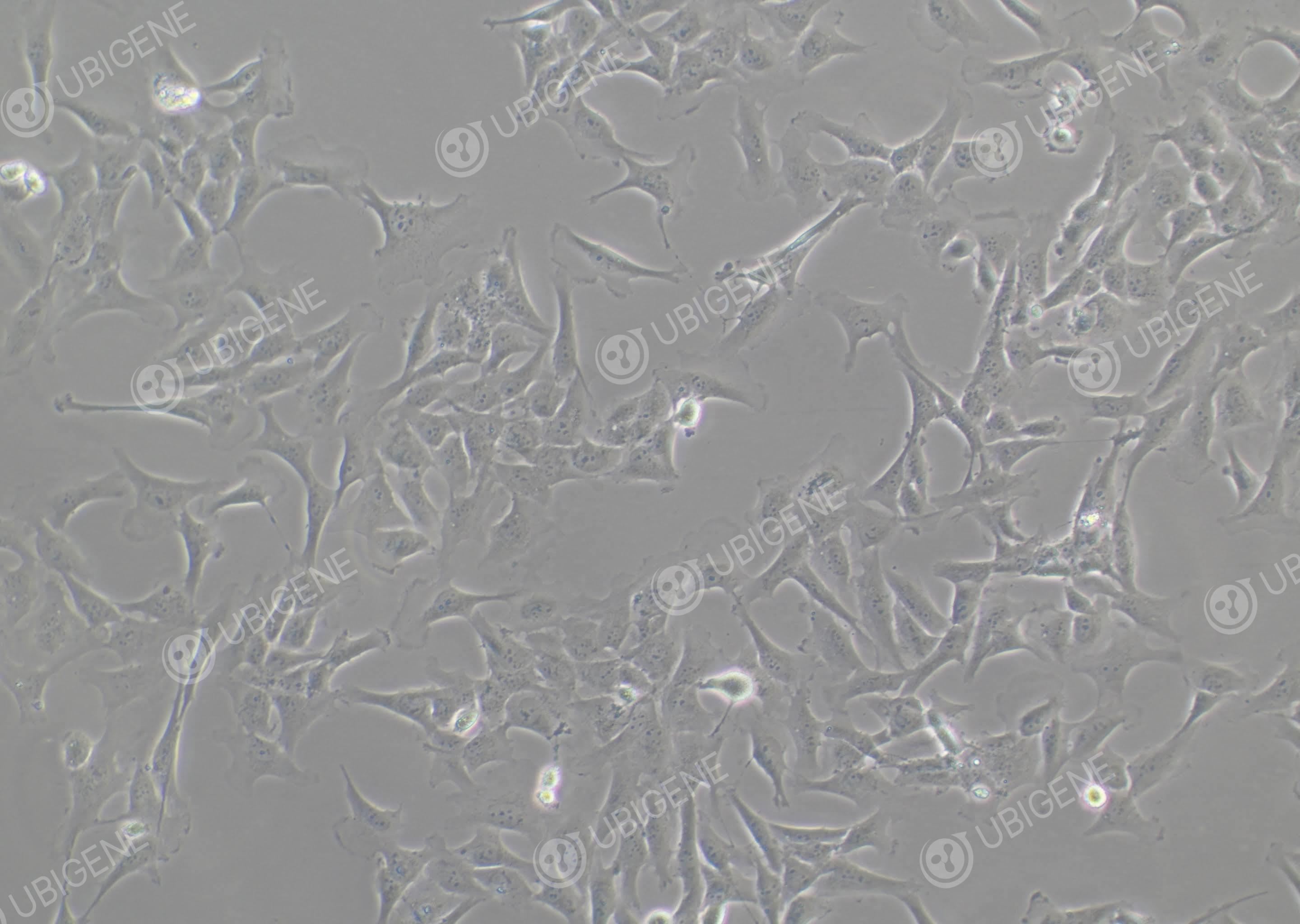 AC16 cell line | Ubigene