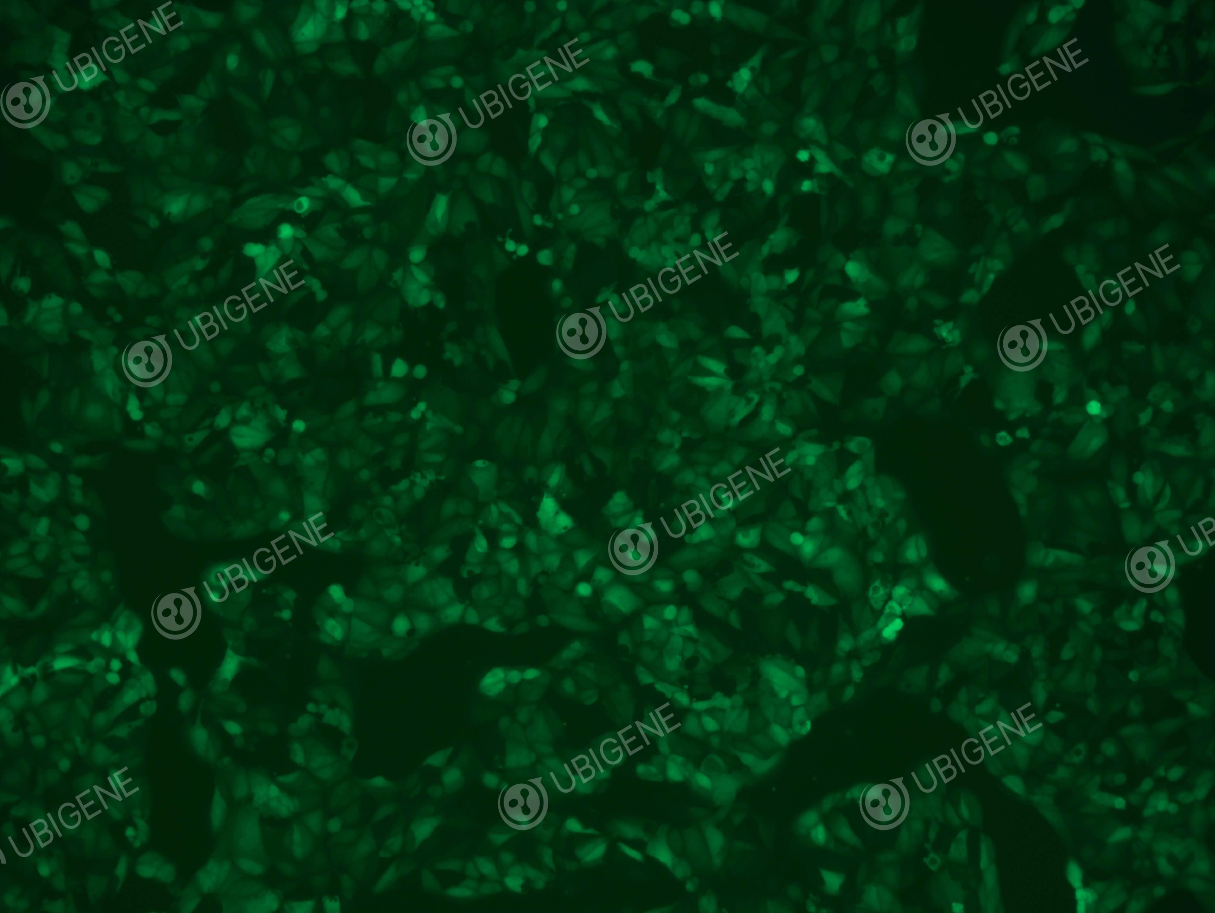 ACHN cell line | Ubigene