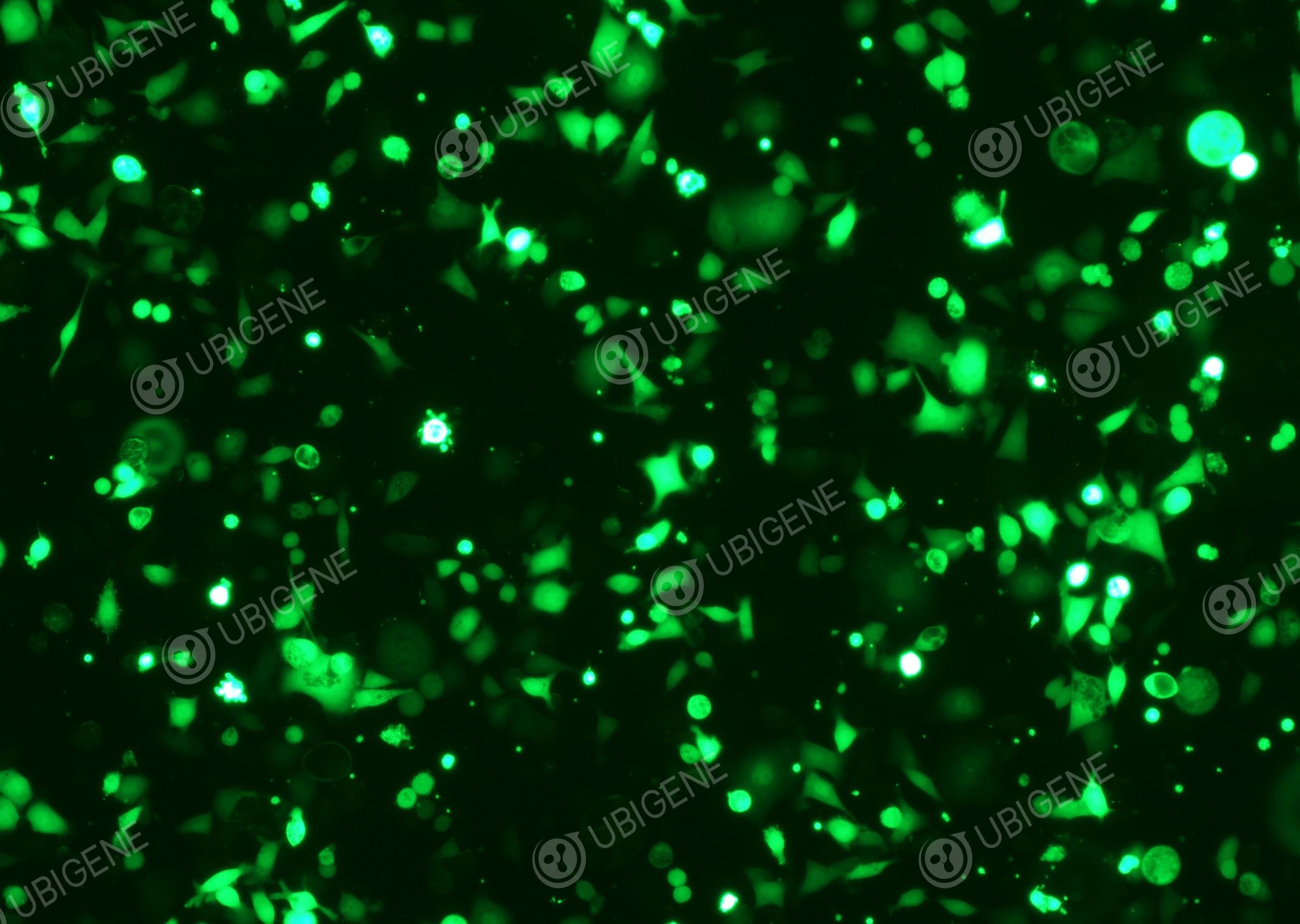 AGS cell line | Ubigene