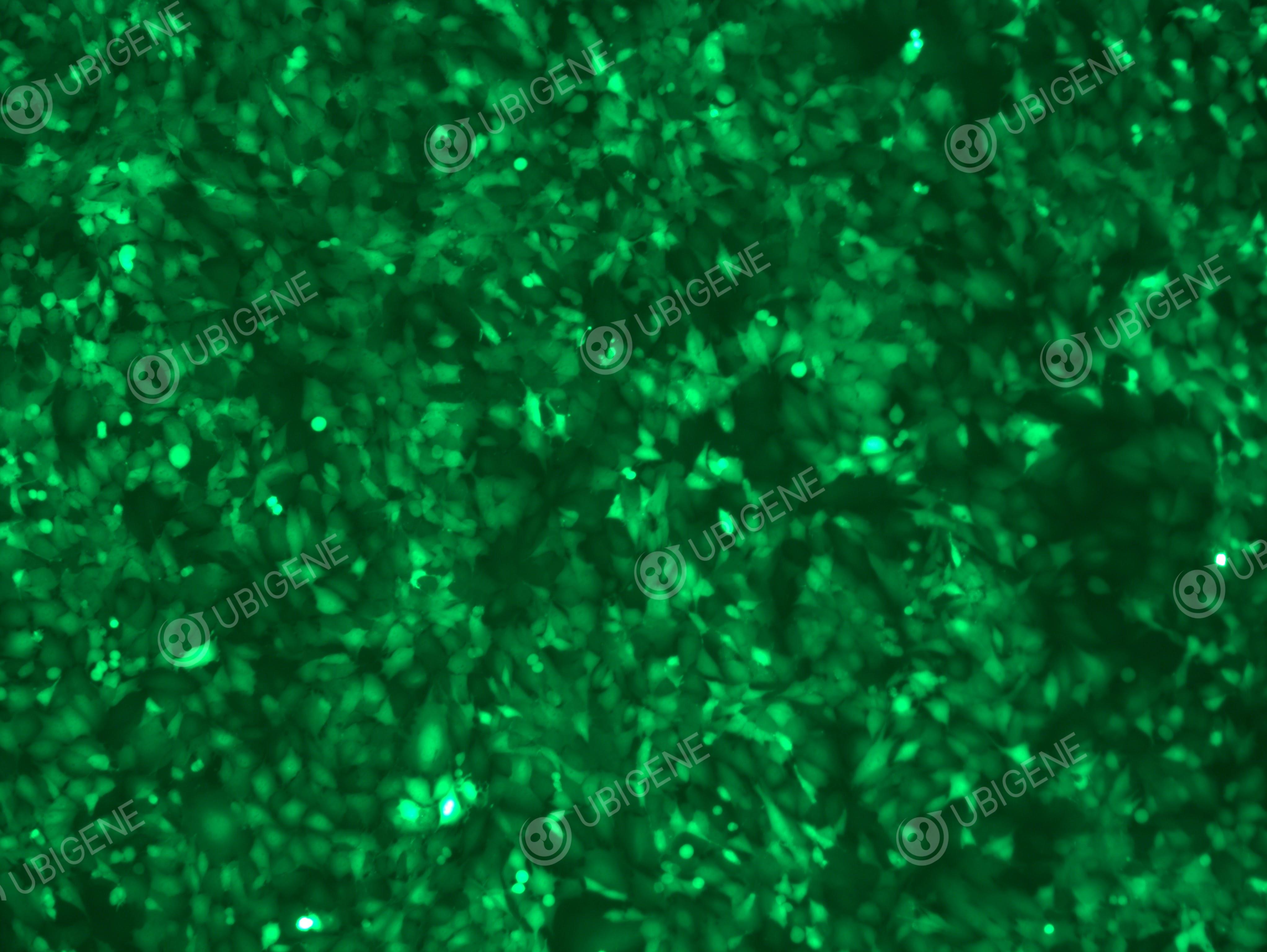 ATDC5 cell line | Ubigene