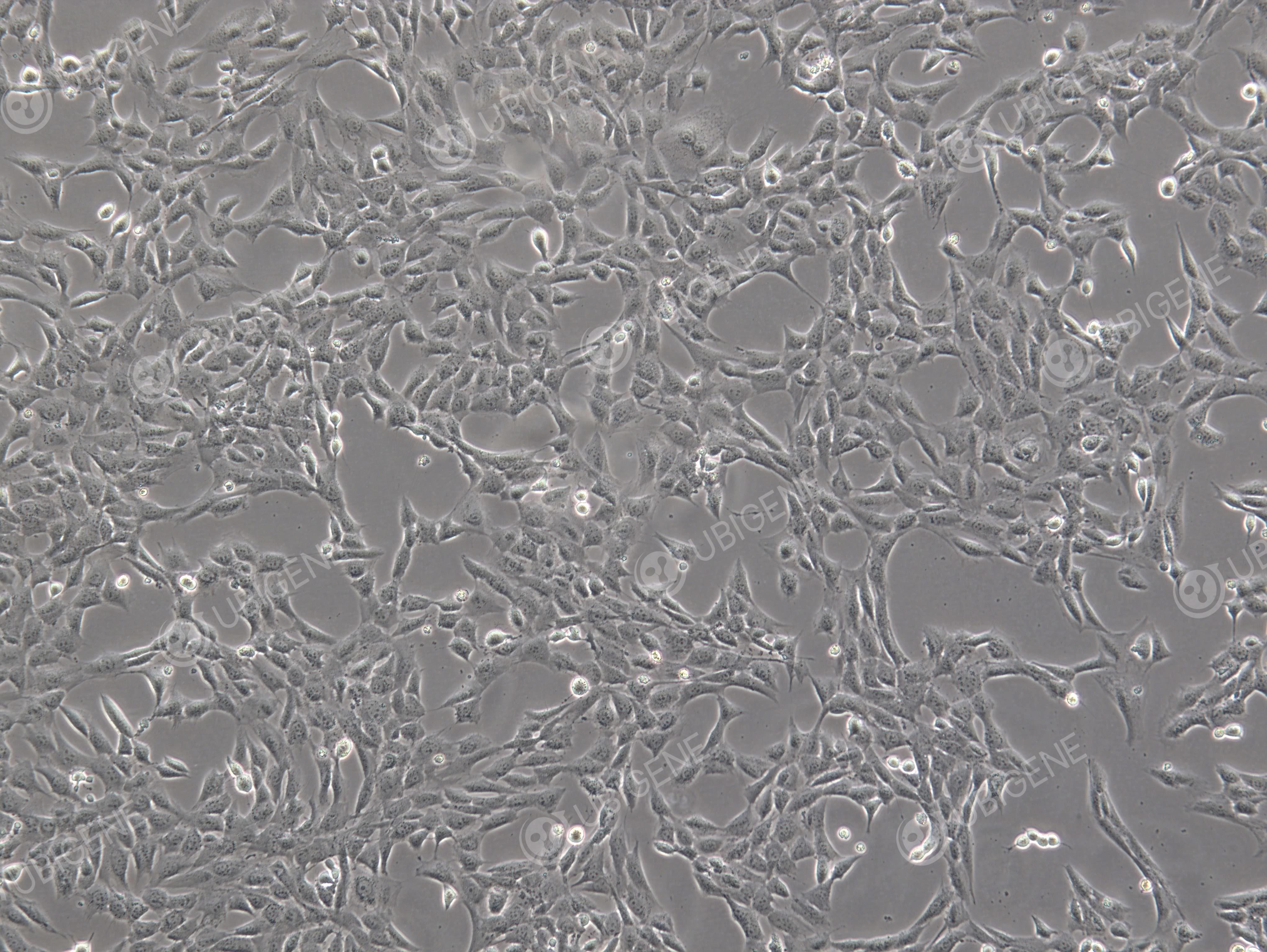 ATDC5 cell line | Ubigene