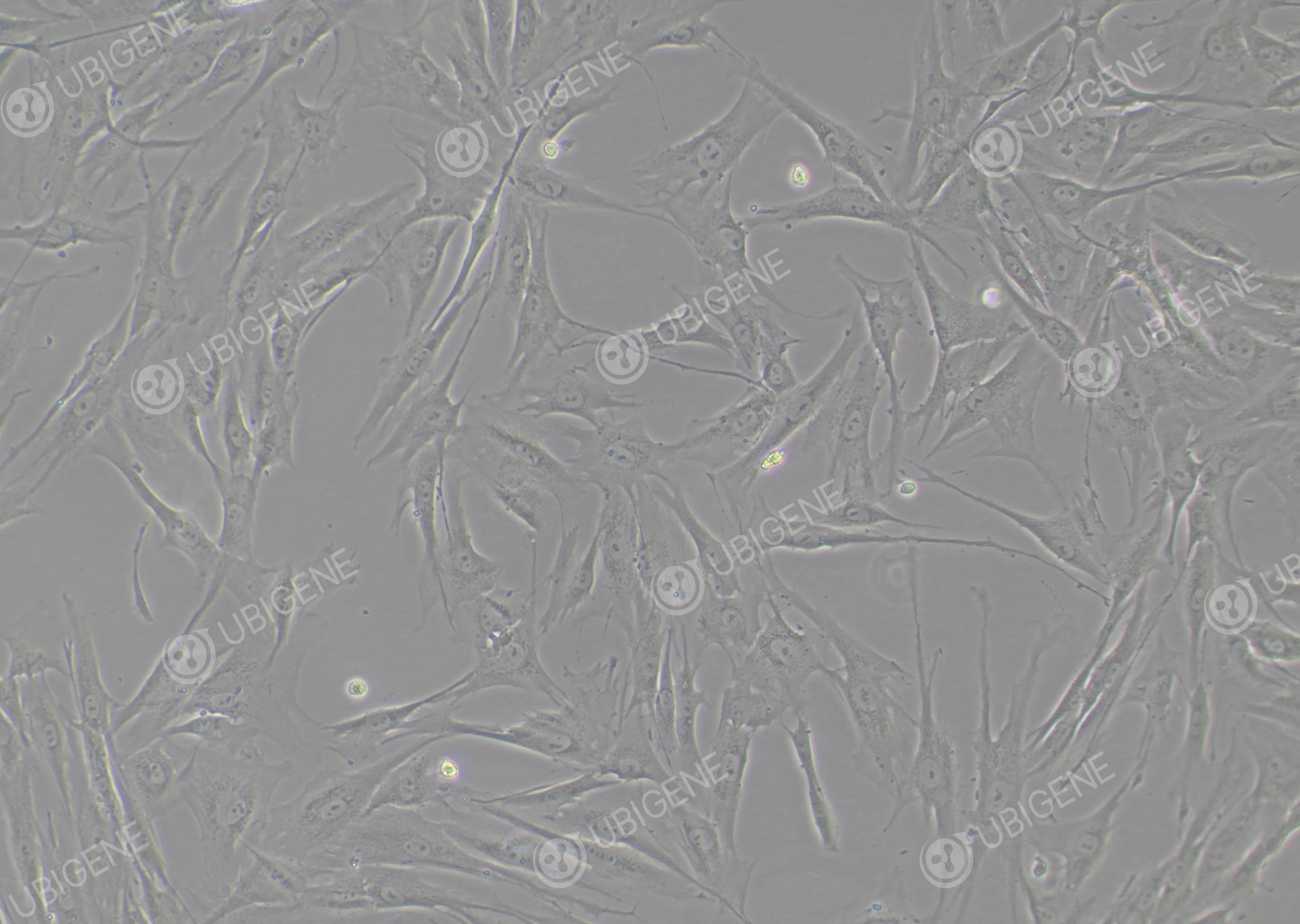 BJ cell line | Ubigene