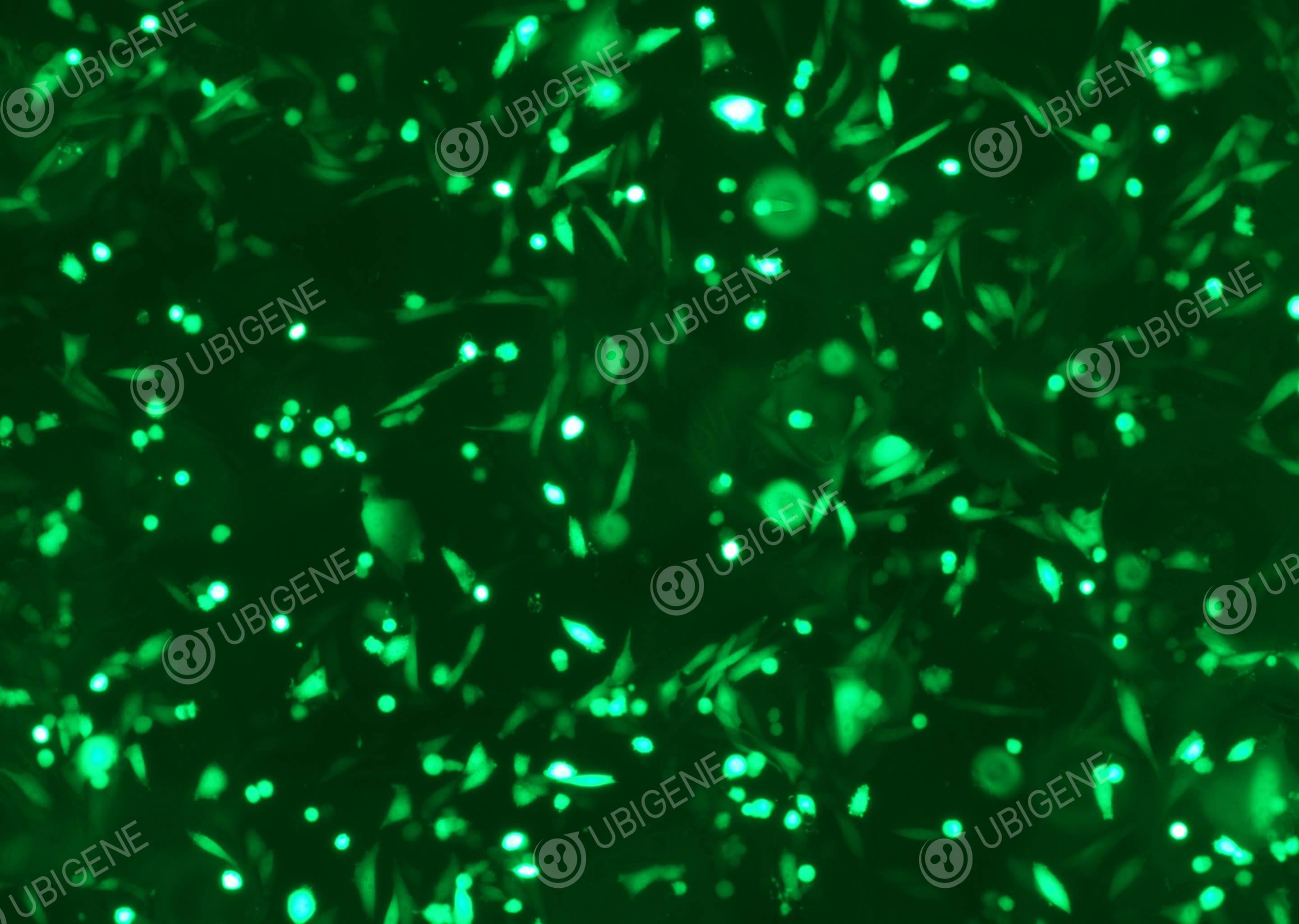 CHO-K1-Luc cell line | Ubigene