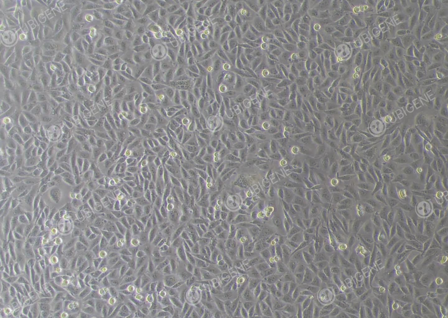 CHO-K1-Luc cell line | Ubigene