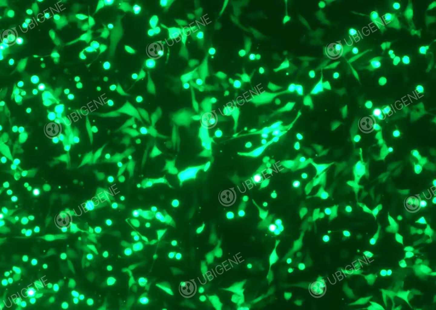 E0771-Luc cell line | Ubigene