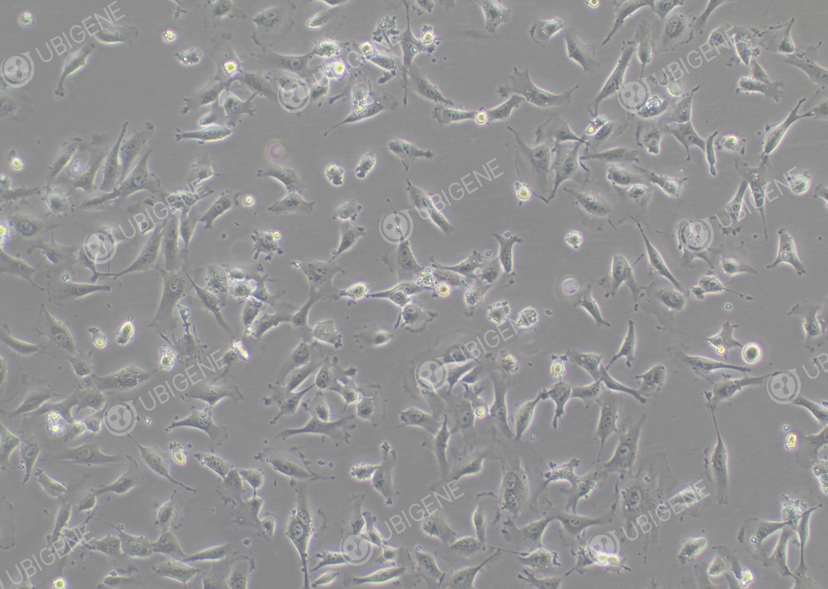 EA.hy926 cell line | Ubigene