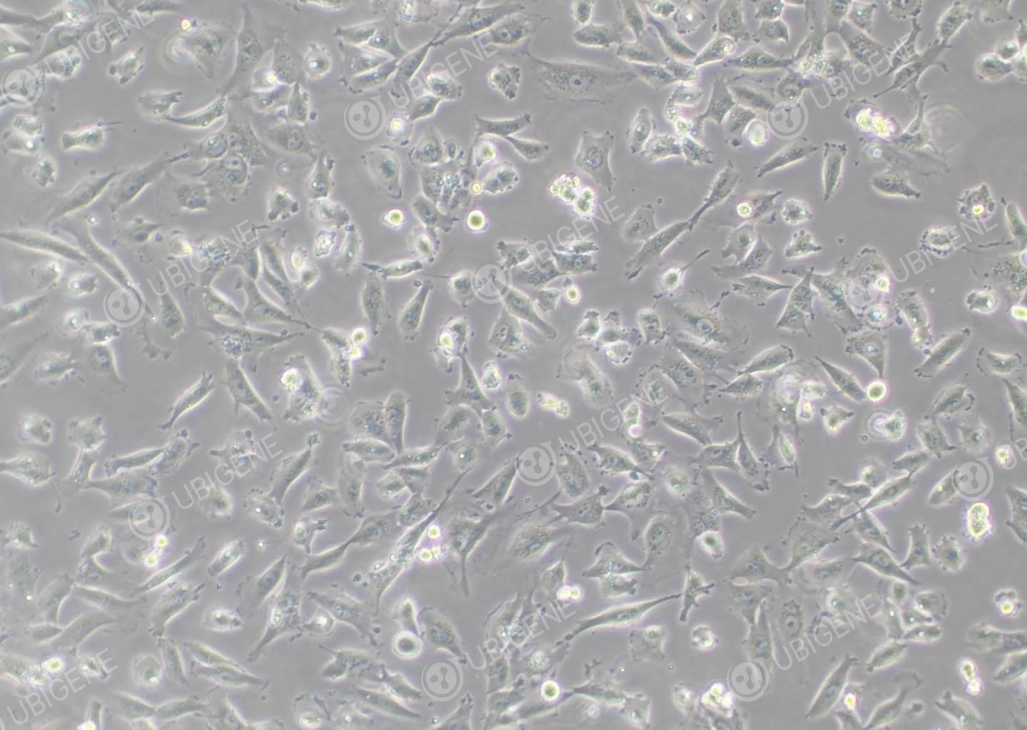 EA.hy926 cell line | Ubigene