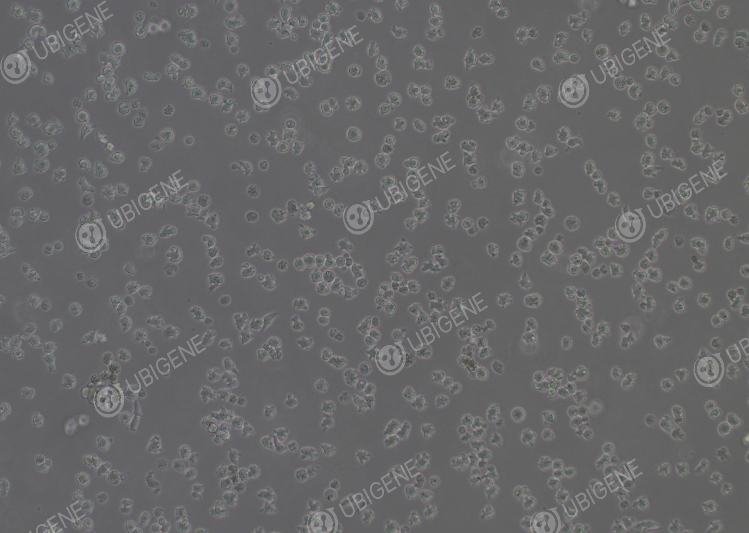 小鼠淋巴瘤细胞(EL4)_源井生物【官网】