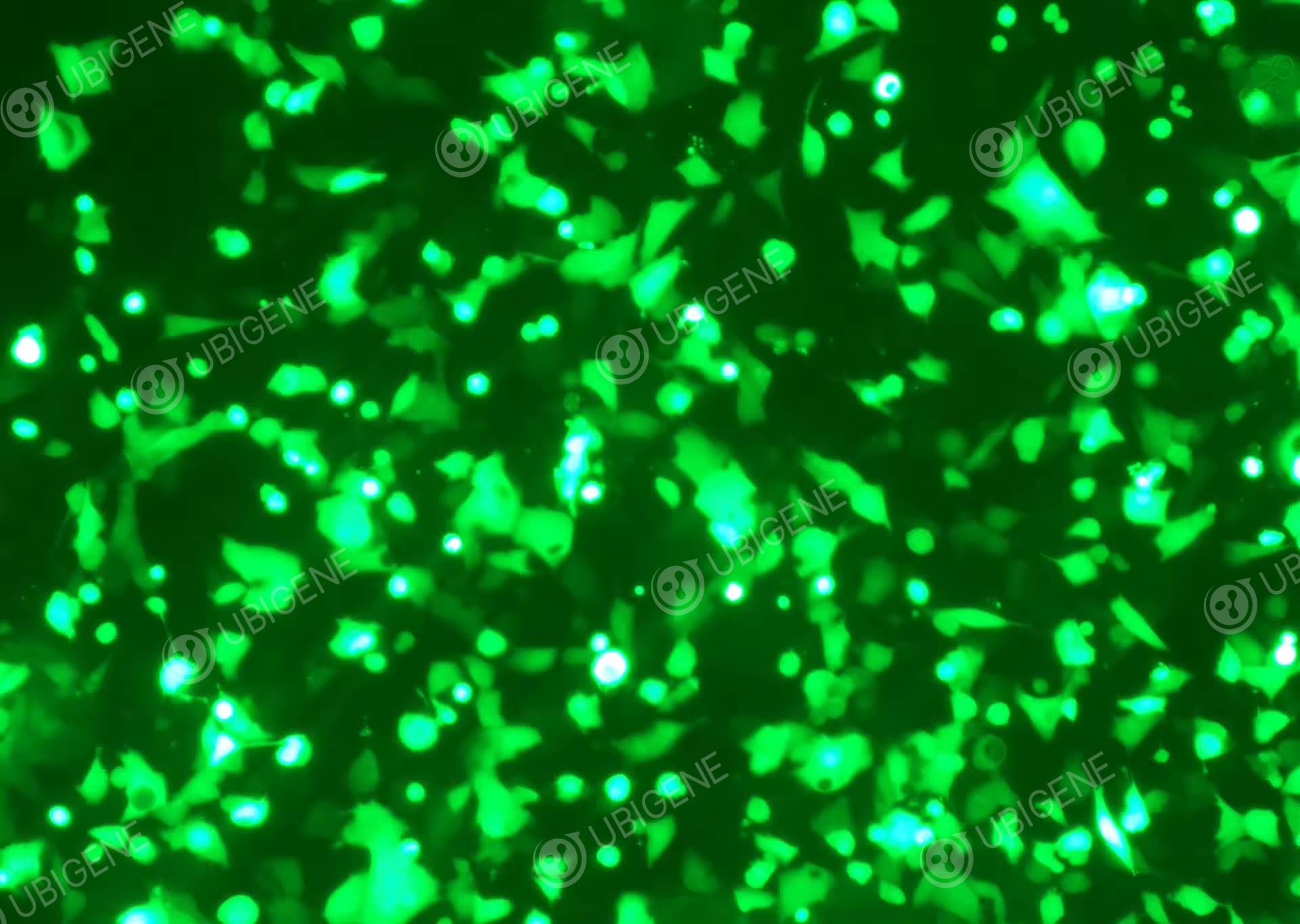 GL261-Luc cell line | Ubigene