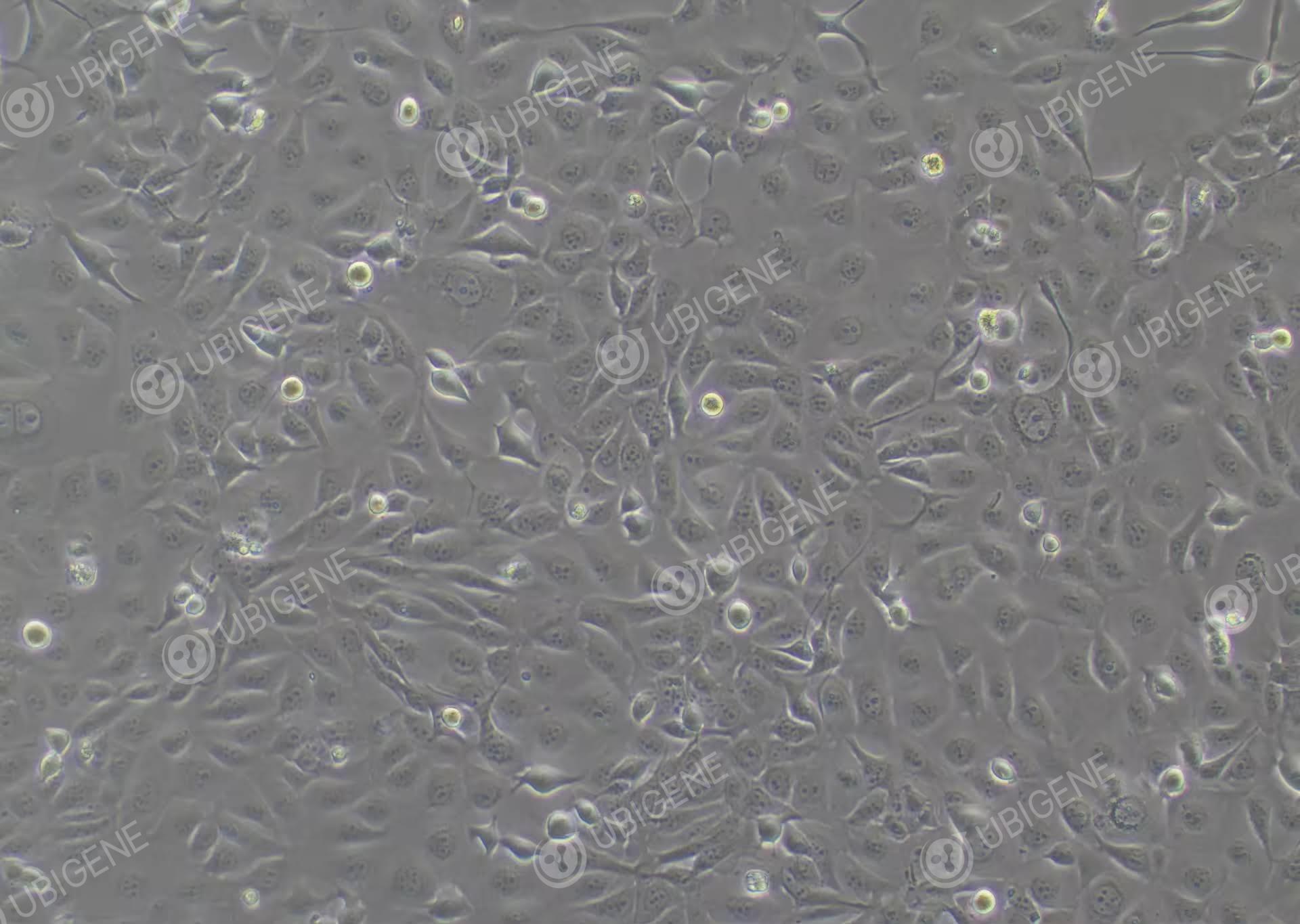 HCE-T cell line | Ubigene