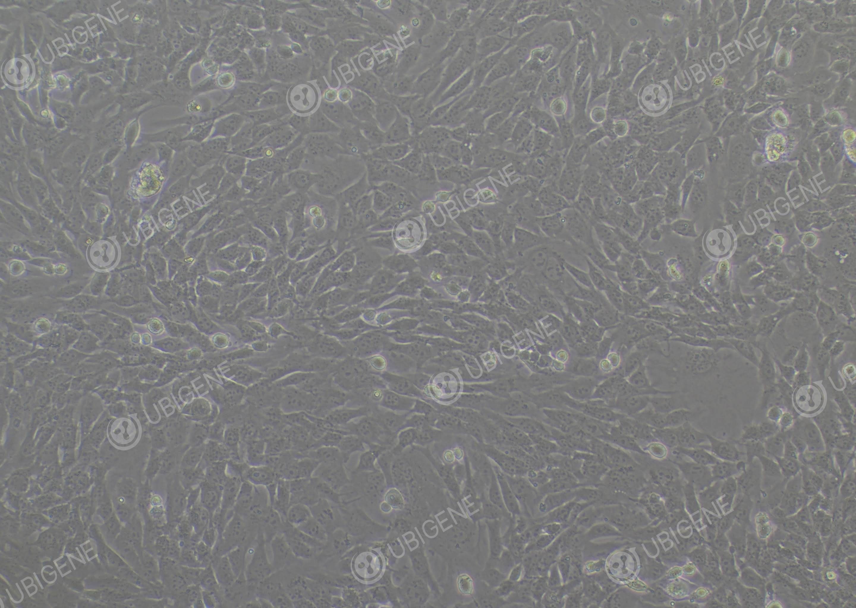 HEI-OC1 cell line | Ubigene
