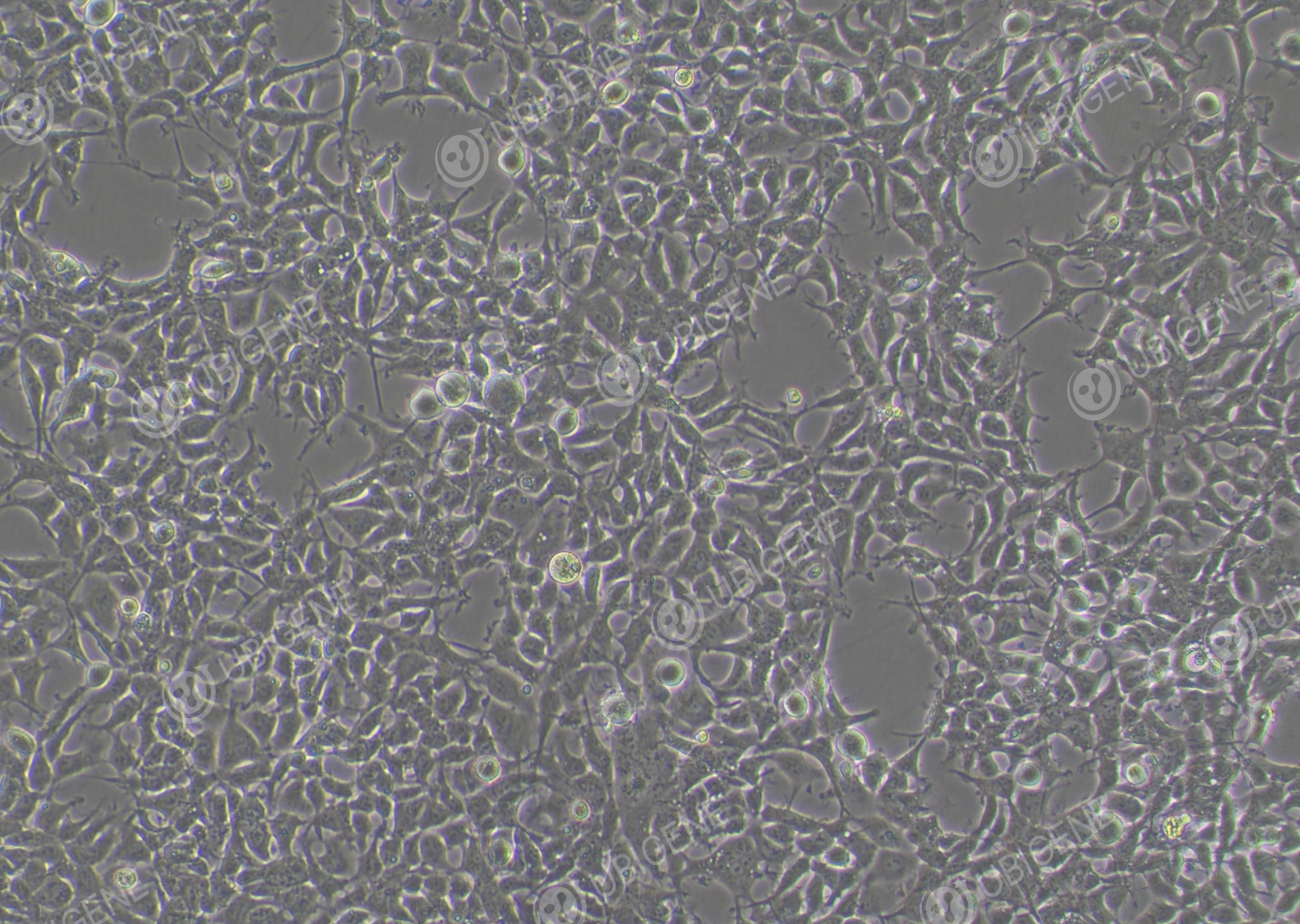 HEK293 cell line | Ubigene