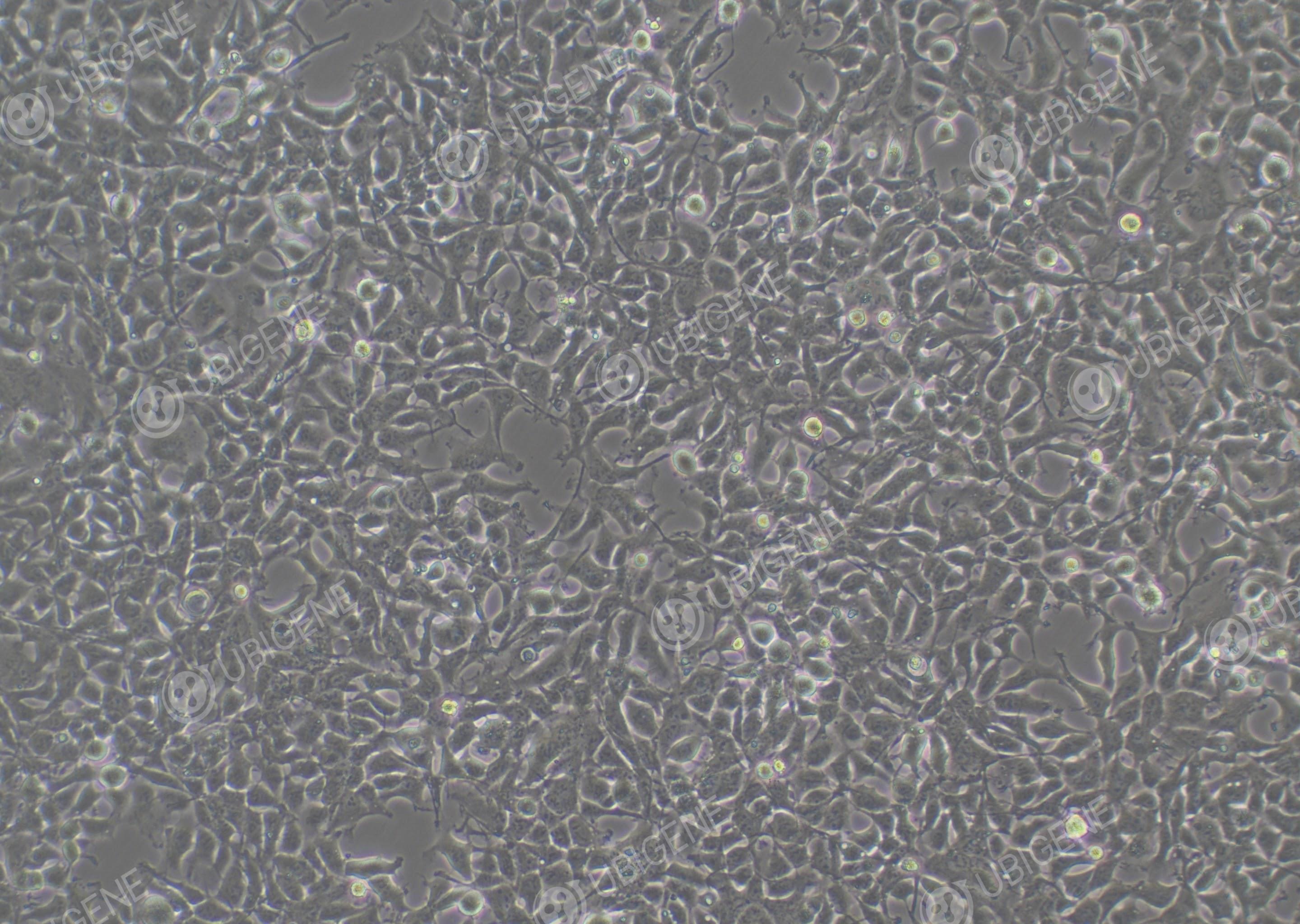 HEK293 cell line | Ubigene