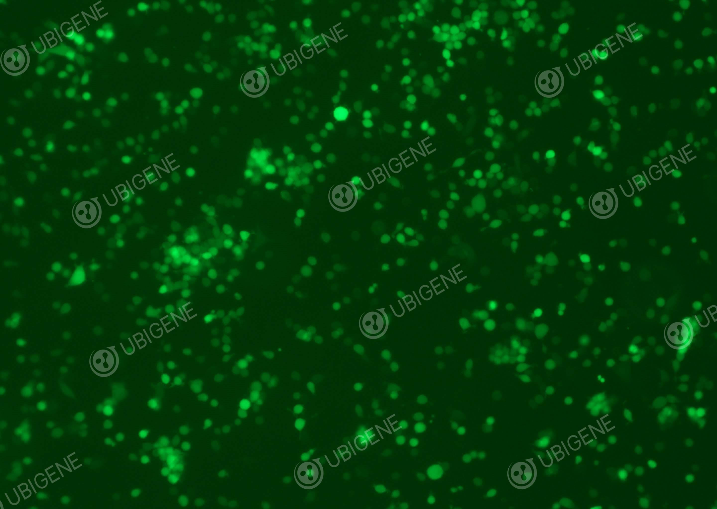 HEL cell line | Ubigene