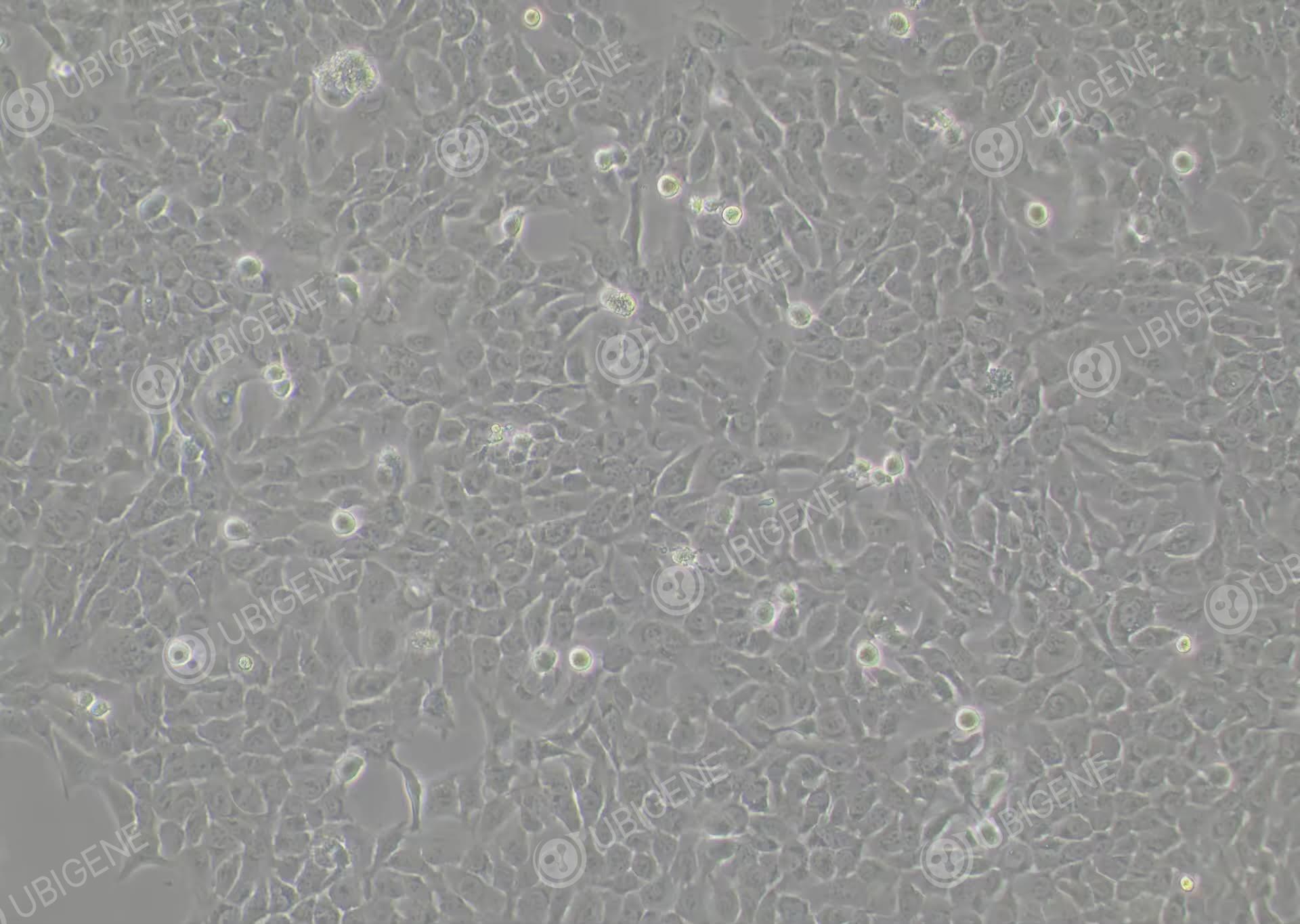 HaCaT cell line | Ubigene