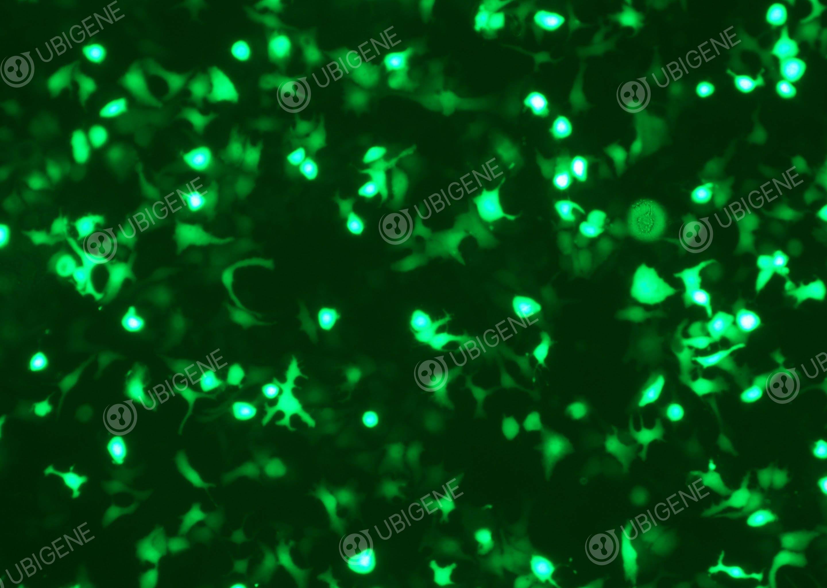 HuH-7 cell line | Ubigene