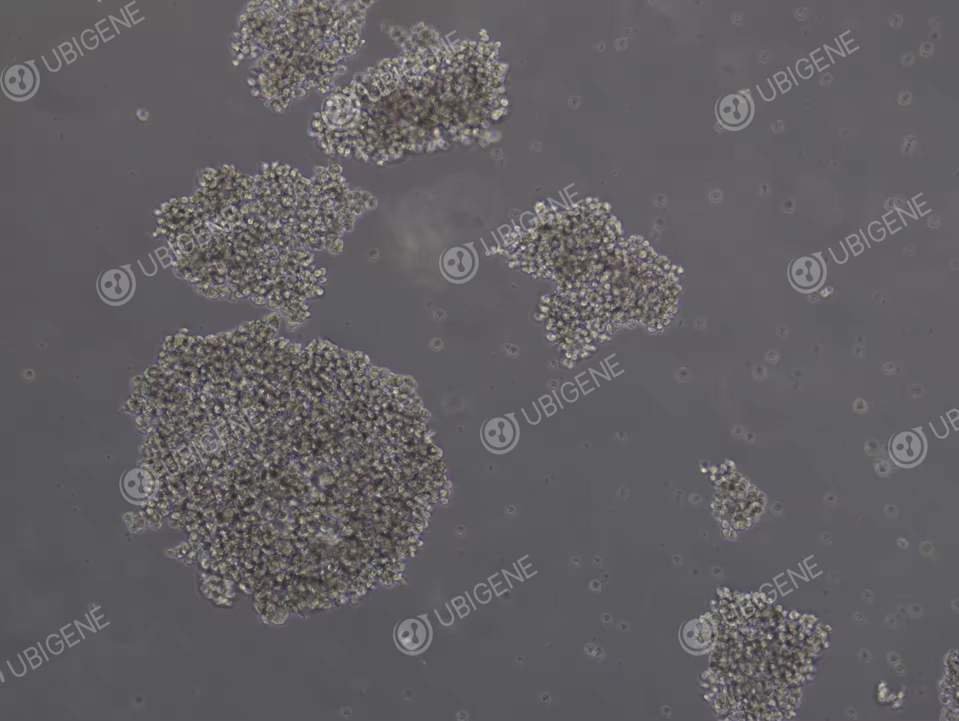 Hut-78-EGFP cell line | Ubigene