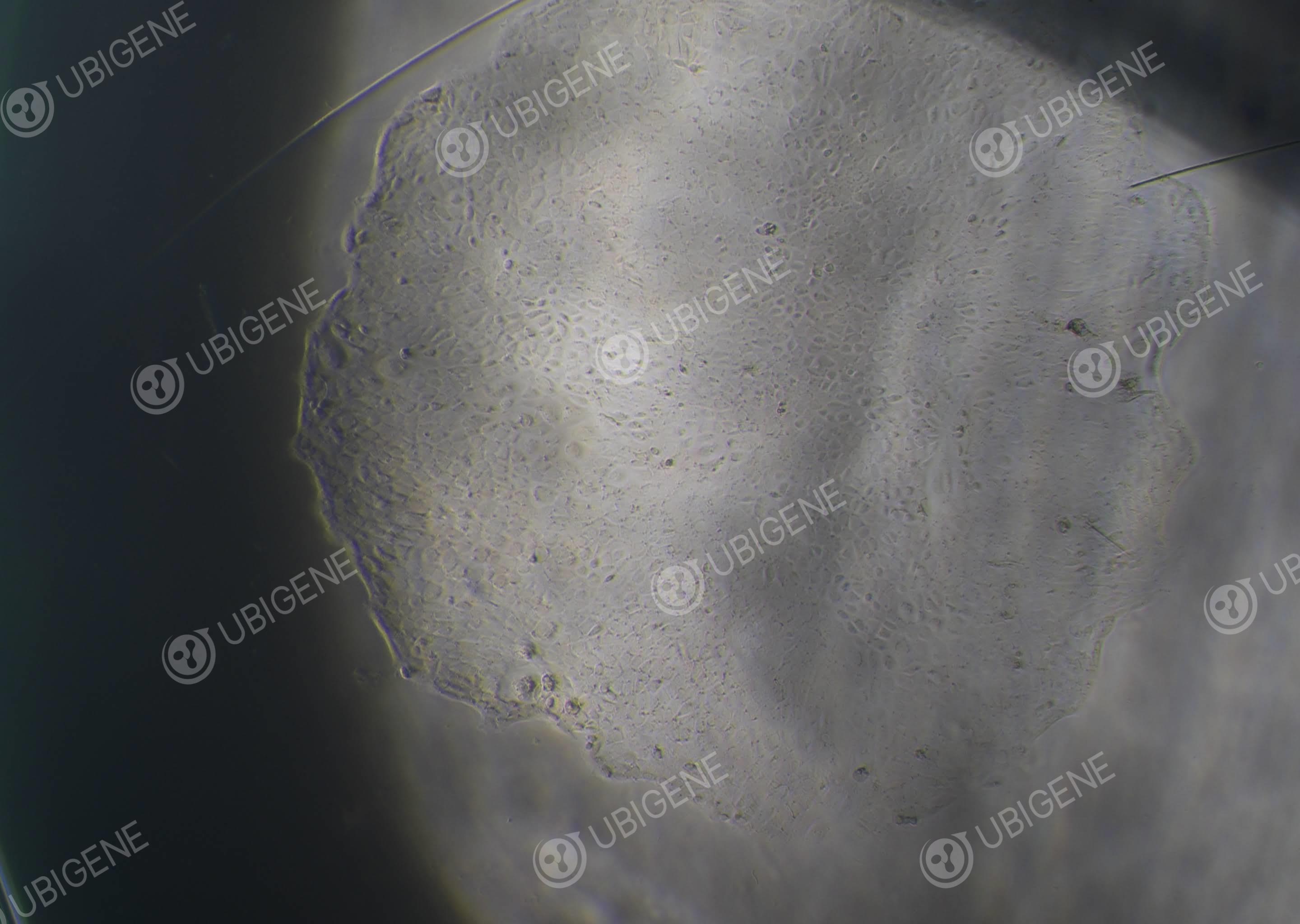 小鼠卵巢上皮癌细胞(ID8 -Luc)_源井生物【官网】