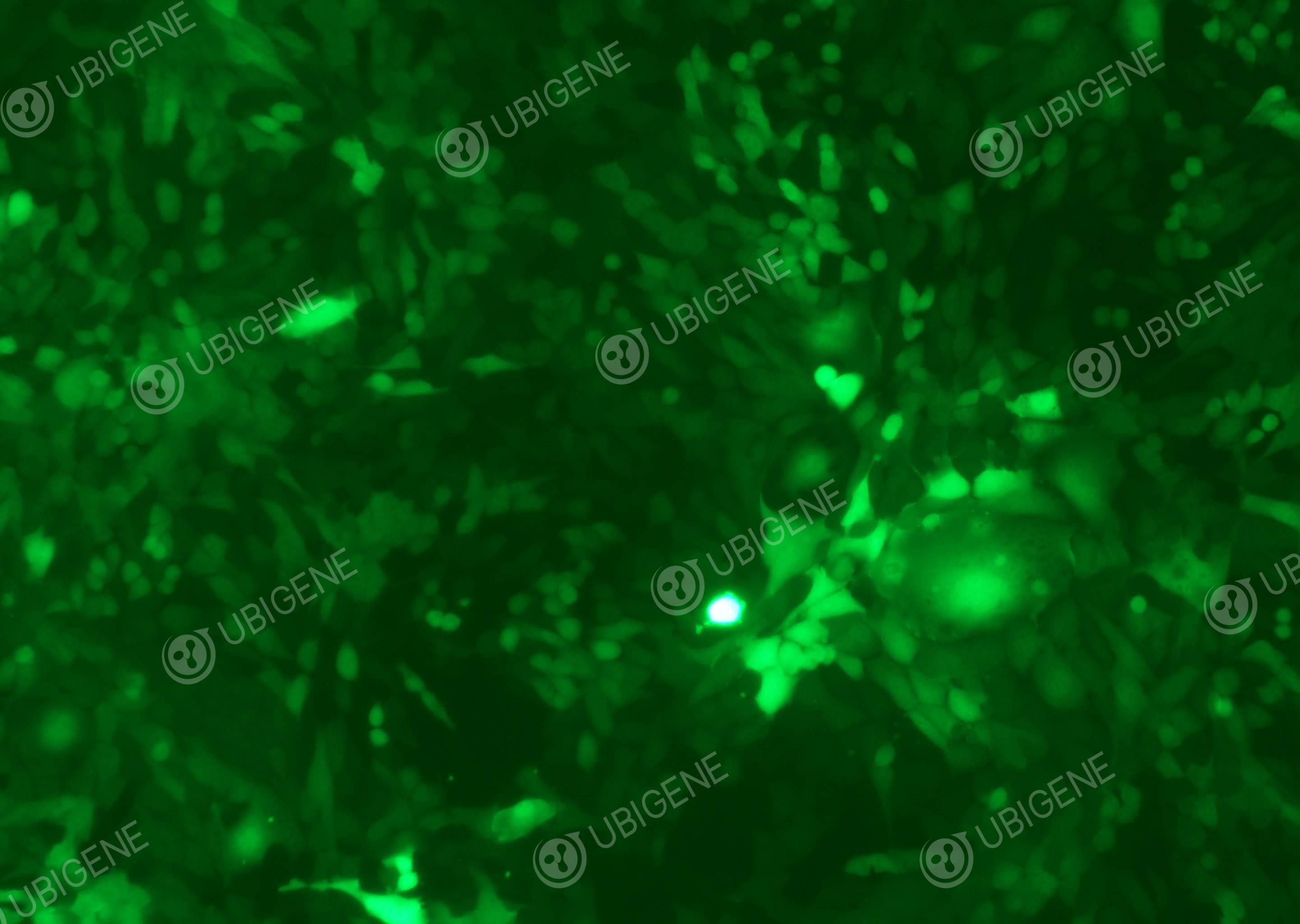 小鼠卵巢上皮癌细胞(ID8 -Luc)_源井生物【官网】