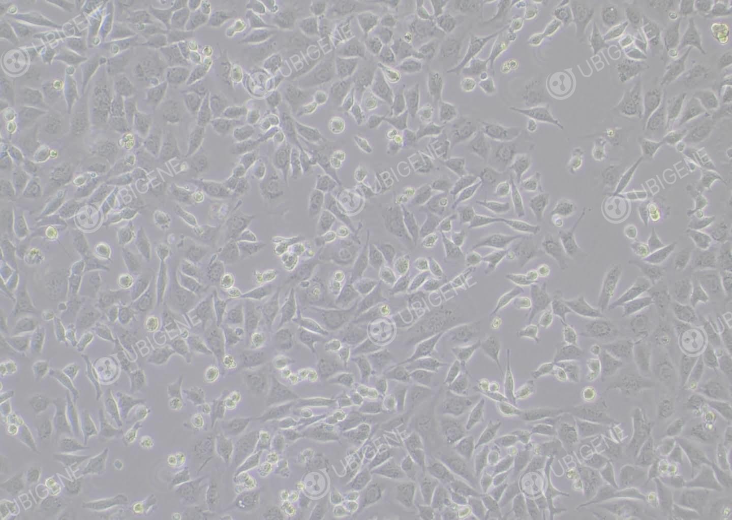 301 Moved Permanently