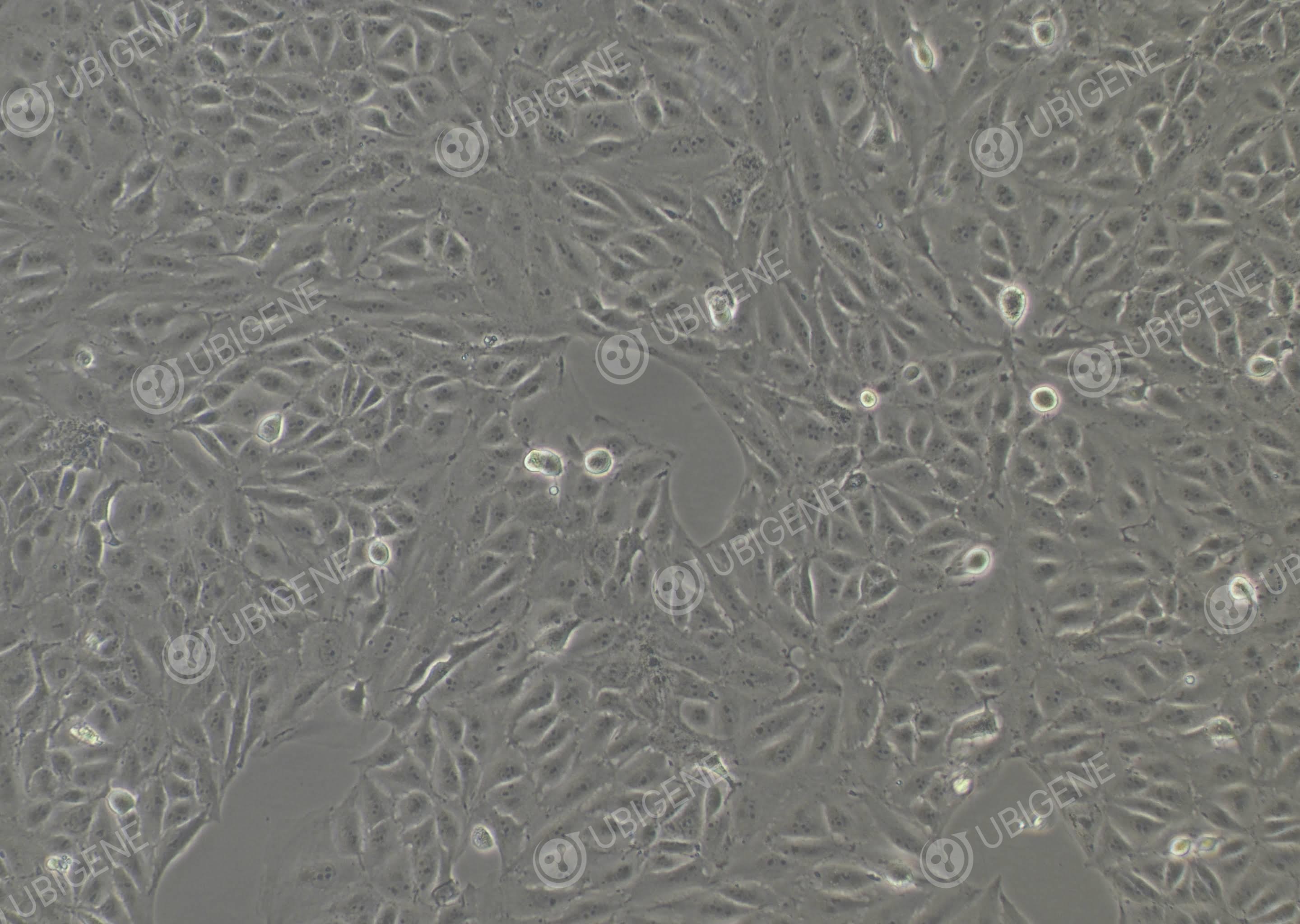 IPEC-J2 cell line | Ubigene