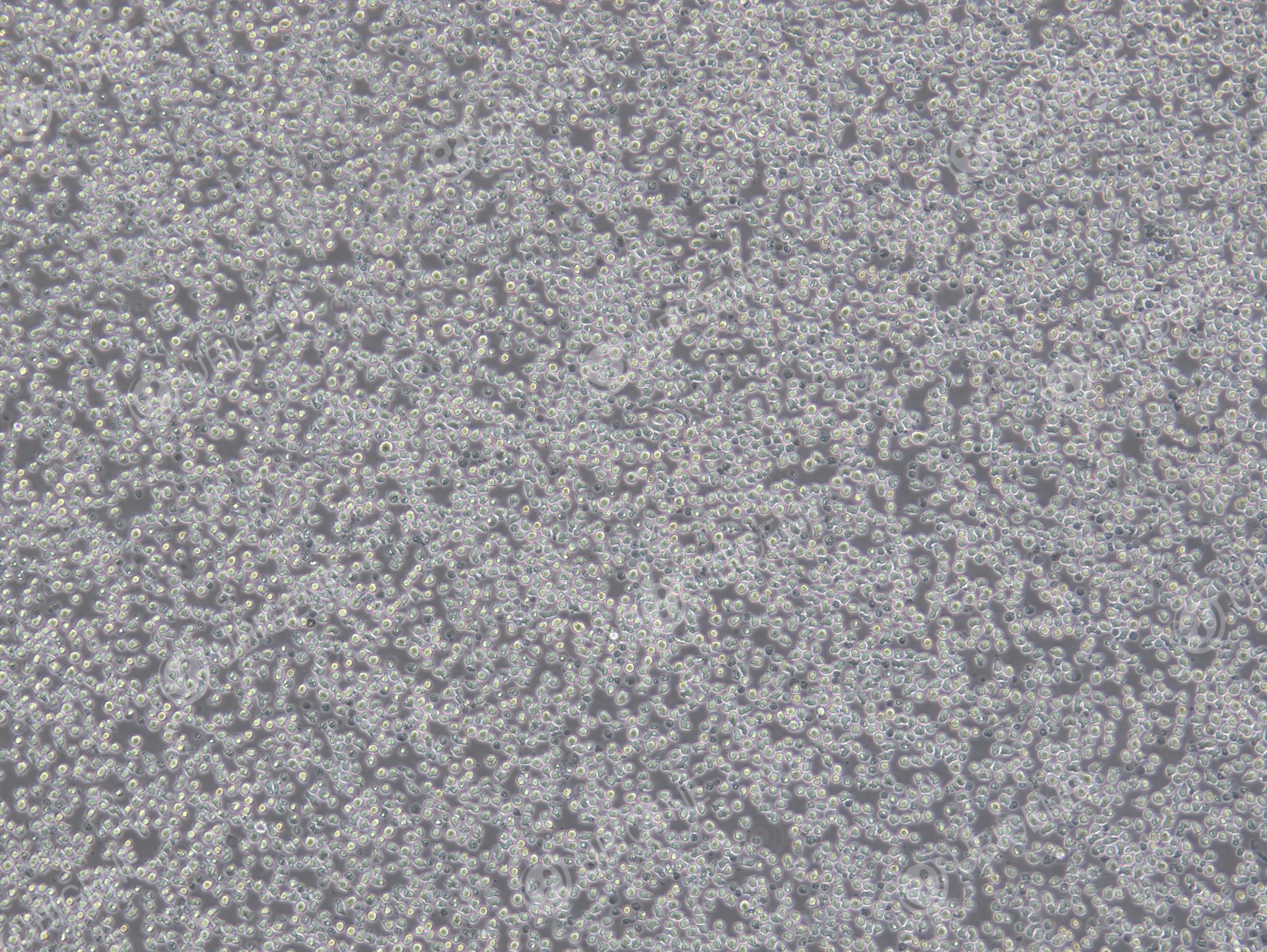 JeKo-1 cell line | Ubigene