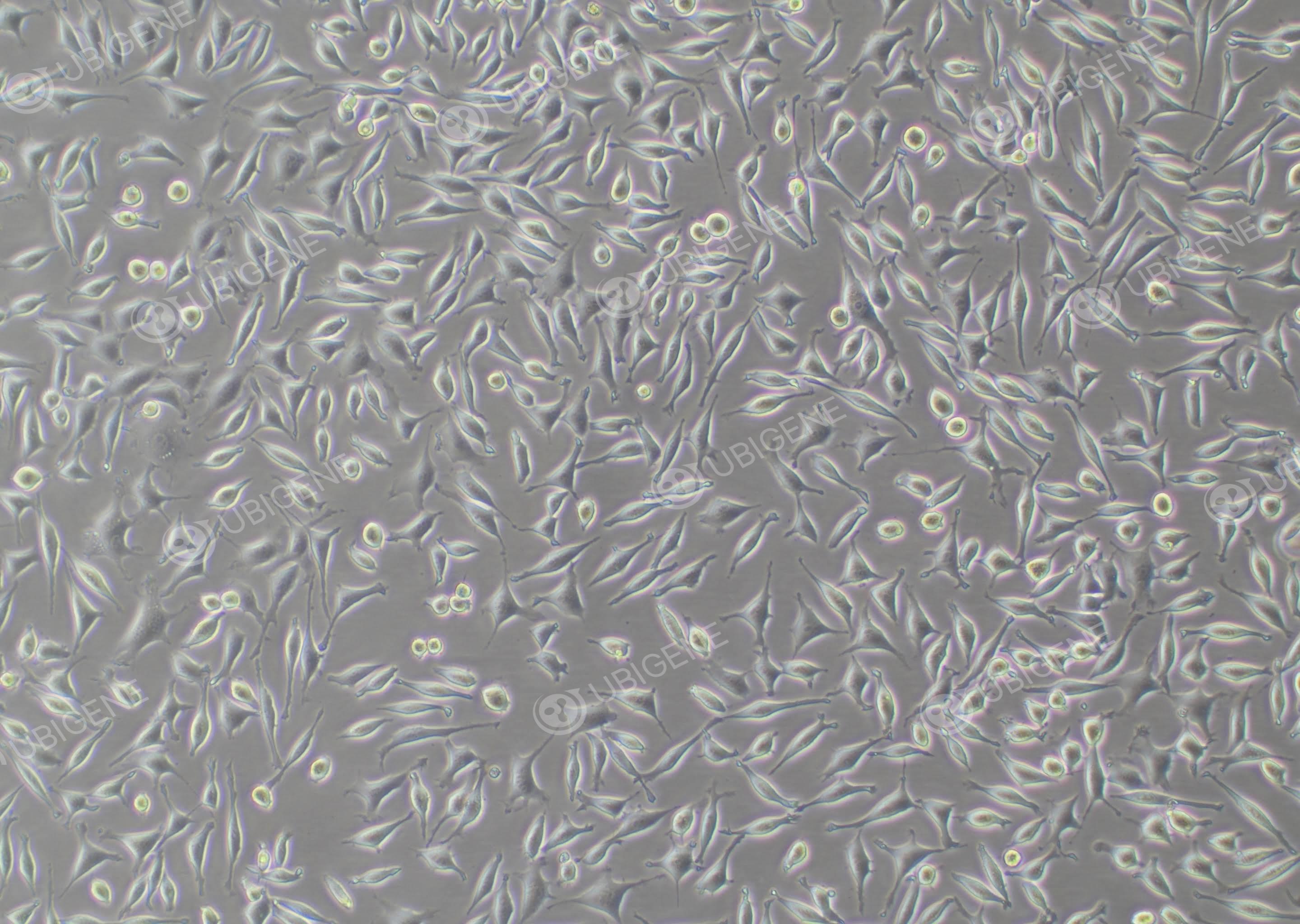 L-929-CAS9 cell line | Ubigene