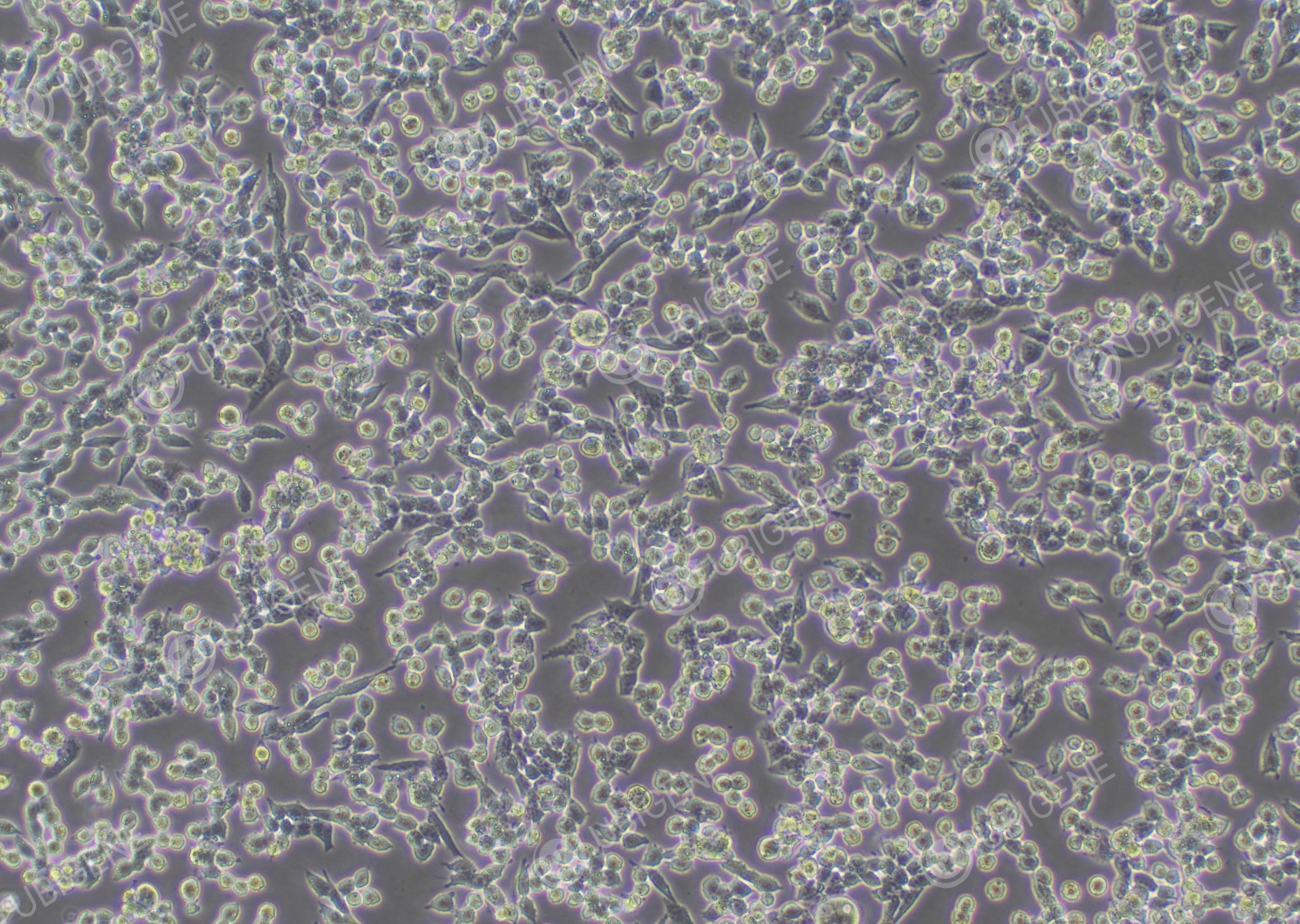 LLC cell line | Ubigene