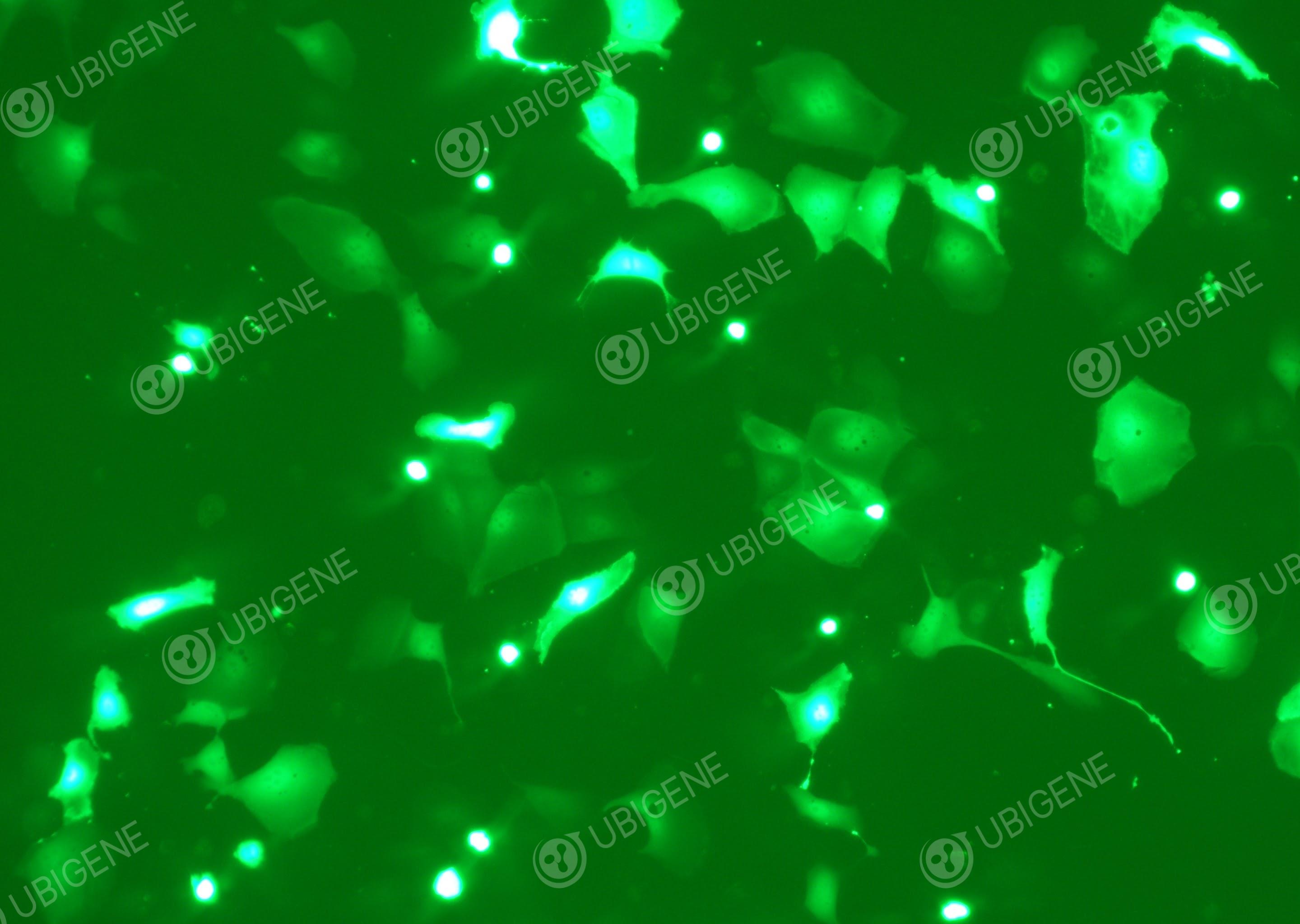 MDCK(NBL-2) cell line | Ubigene