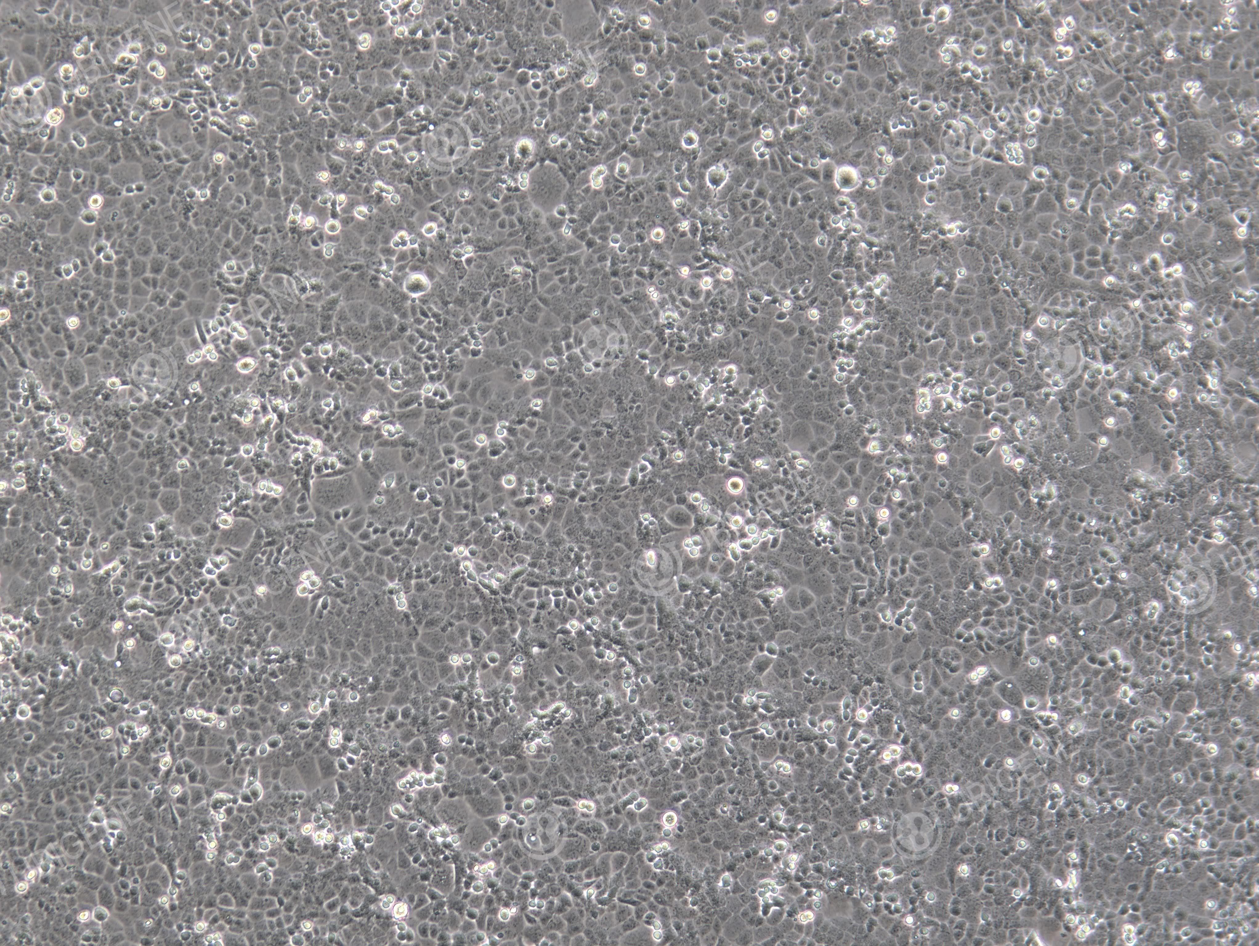 MLE-12 cell line | Ubigene