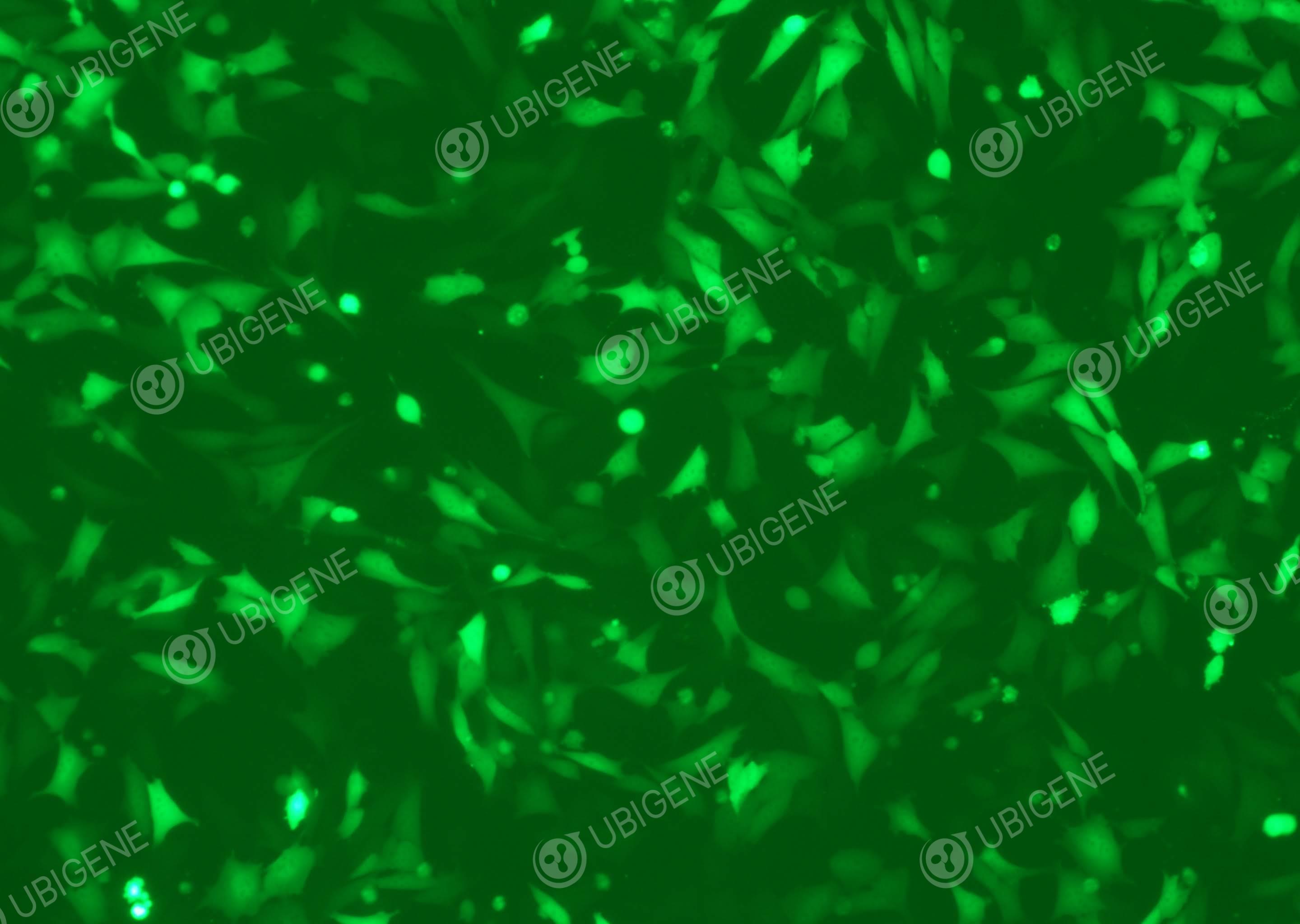 小鼠主动脉平滑肌细胞(MOVAS)_源井生物【官网】