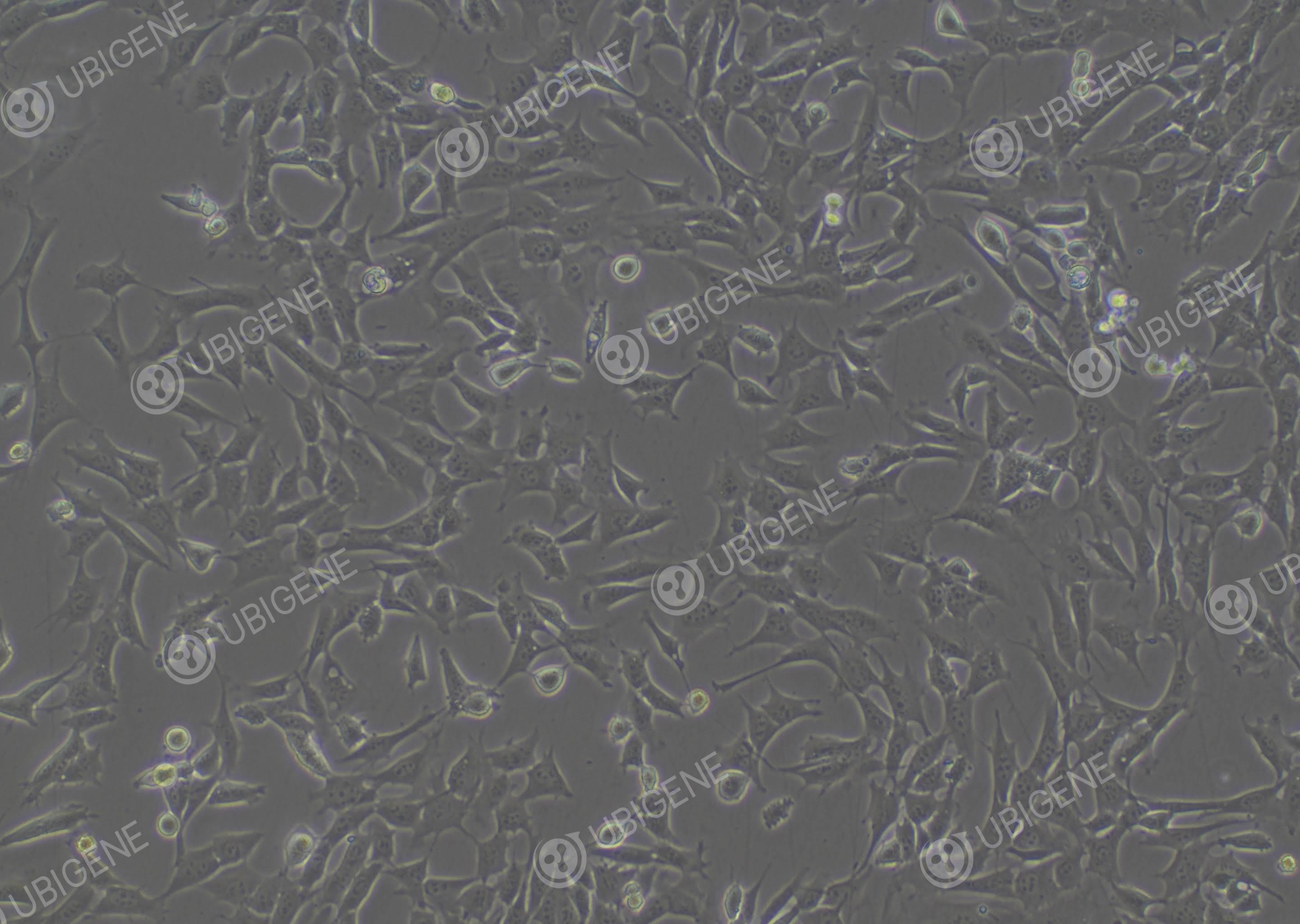 小鼠主动脉平滑肌细胞(MOVAS)_源井生物【官网】