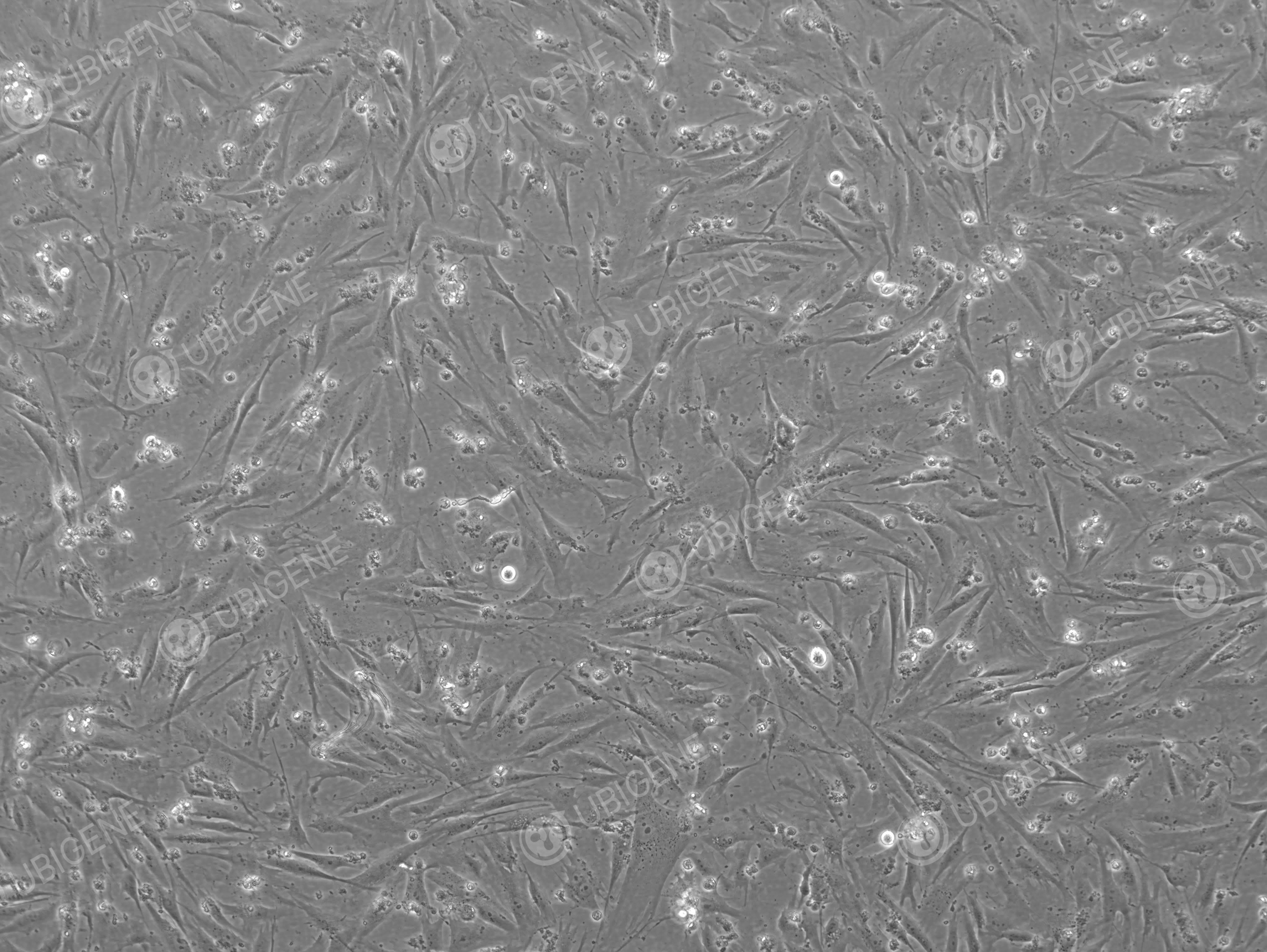 MRC-5 cell line | Ubigene