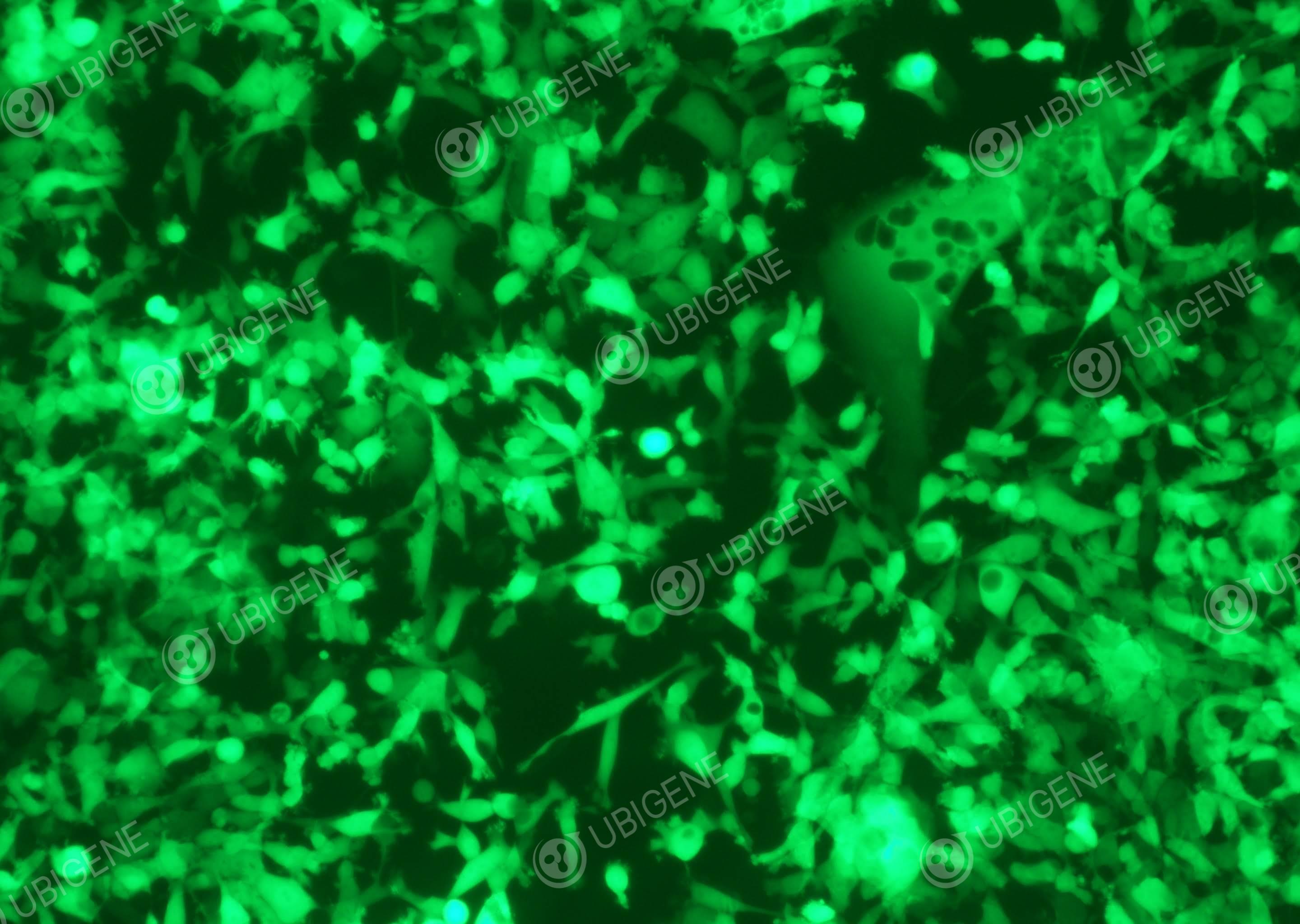 MSTO-211H cell line | Ubigene