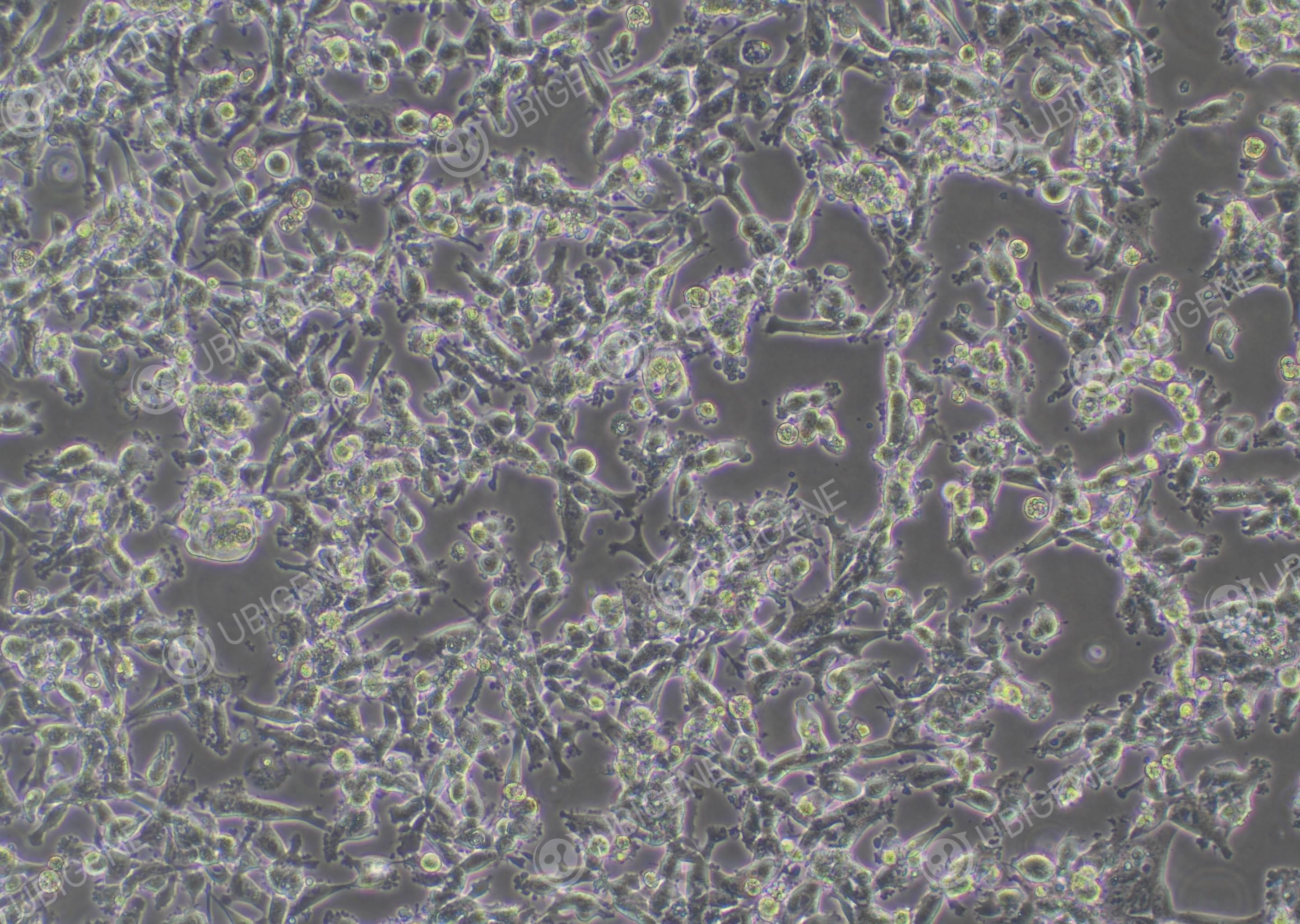 MSTO-211H cell line | Ubigene