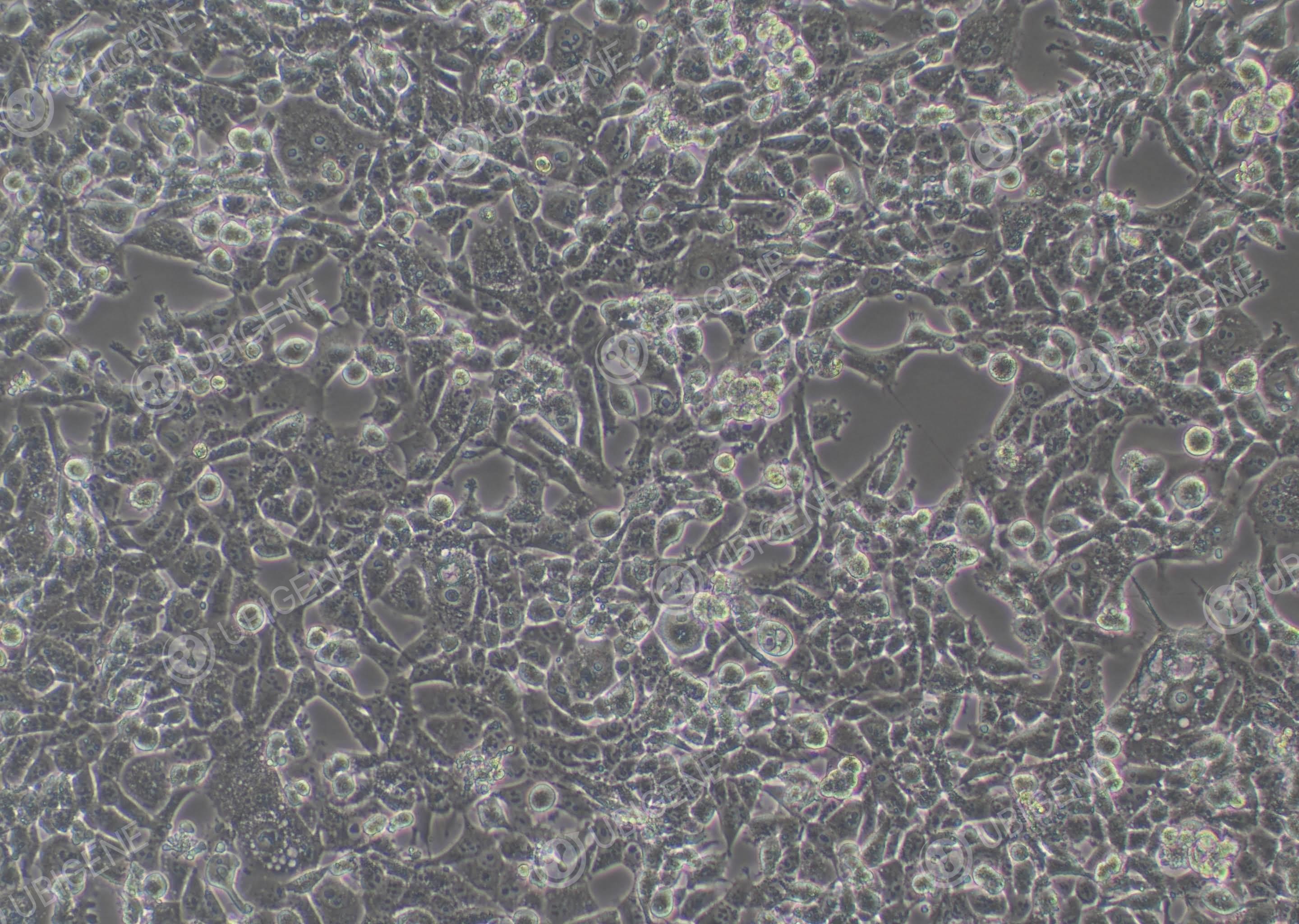 MSTO-211H cell line | Ubigene