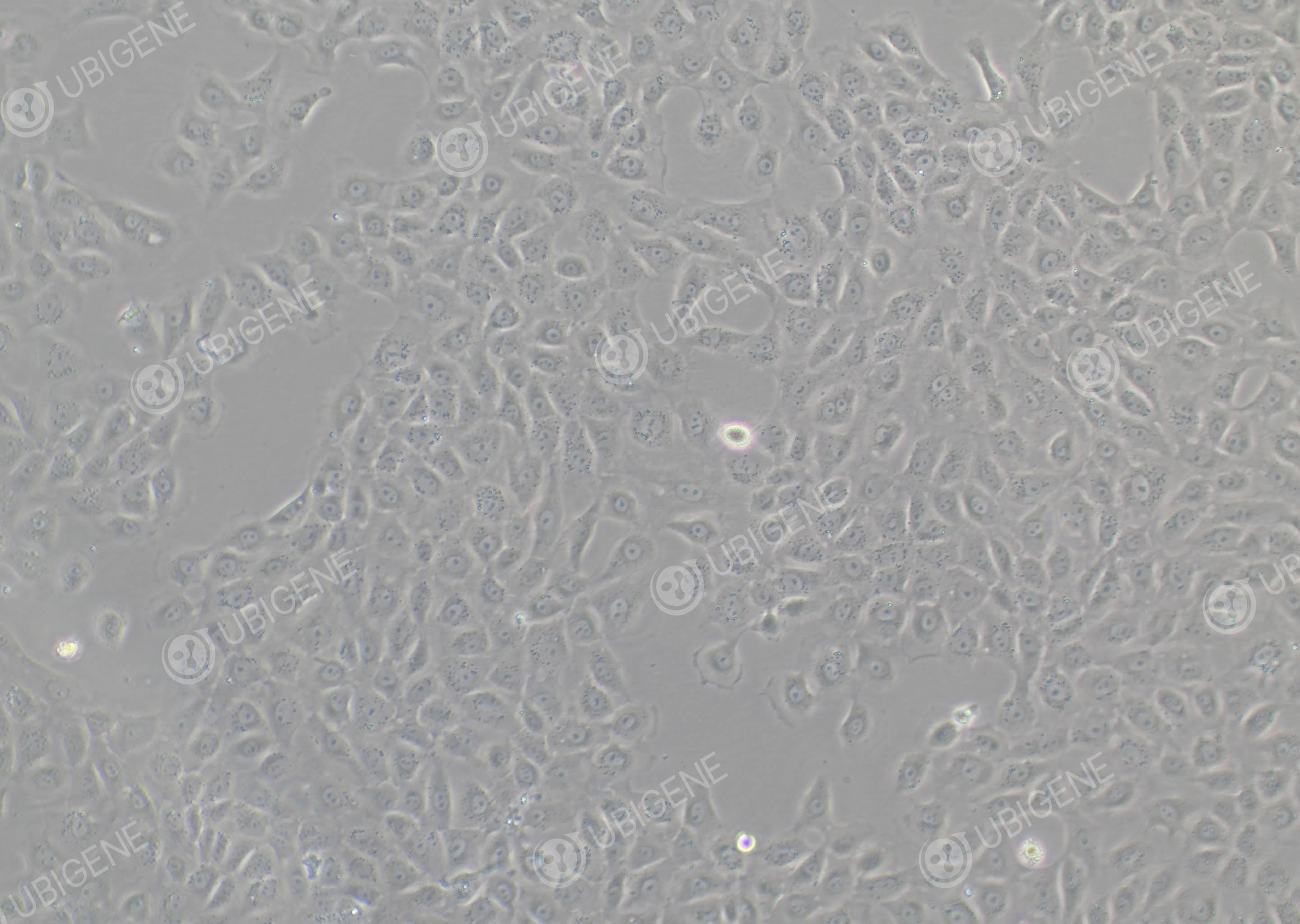 NRK-52E cell line | Ubigene