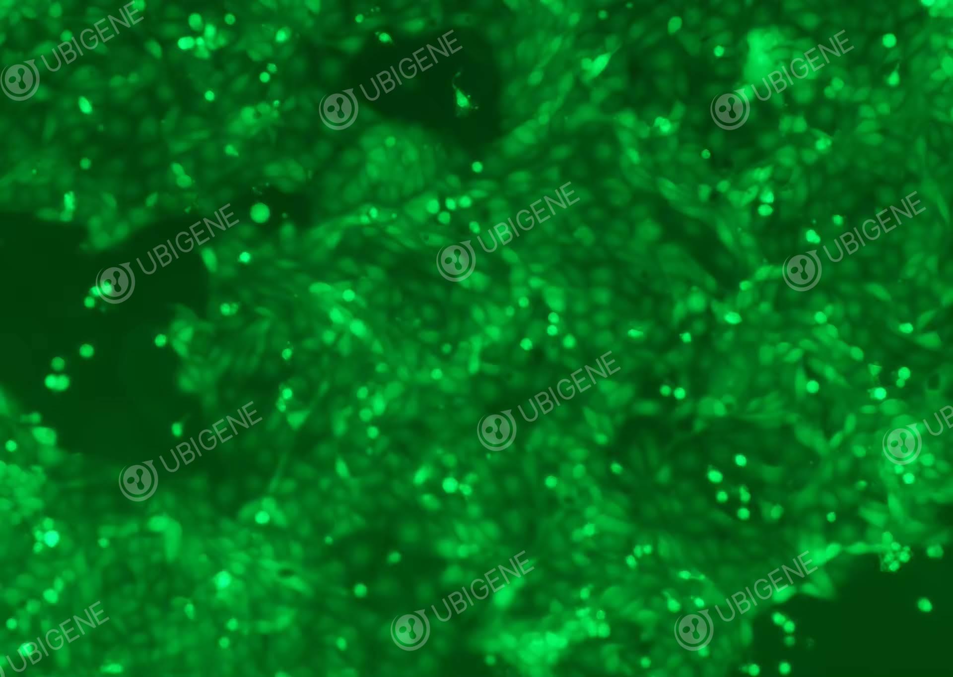 猪肾细胞(PK-15)_源井生物【官网】