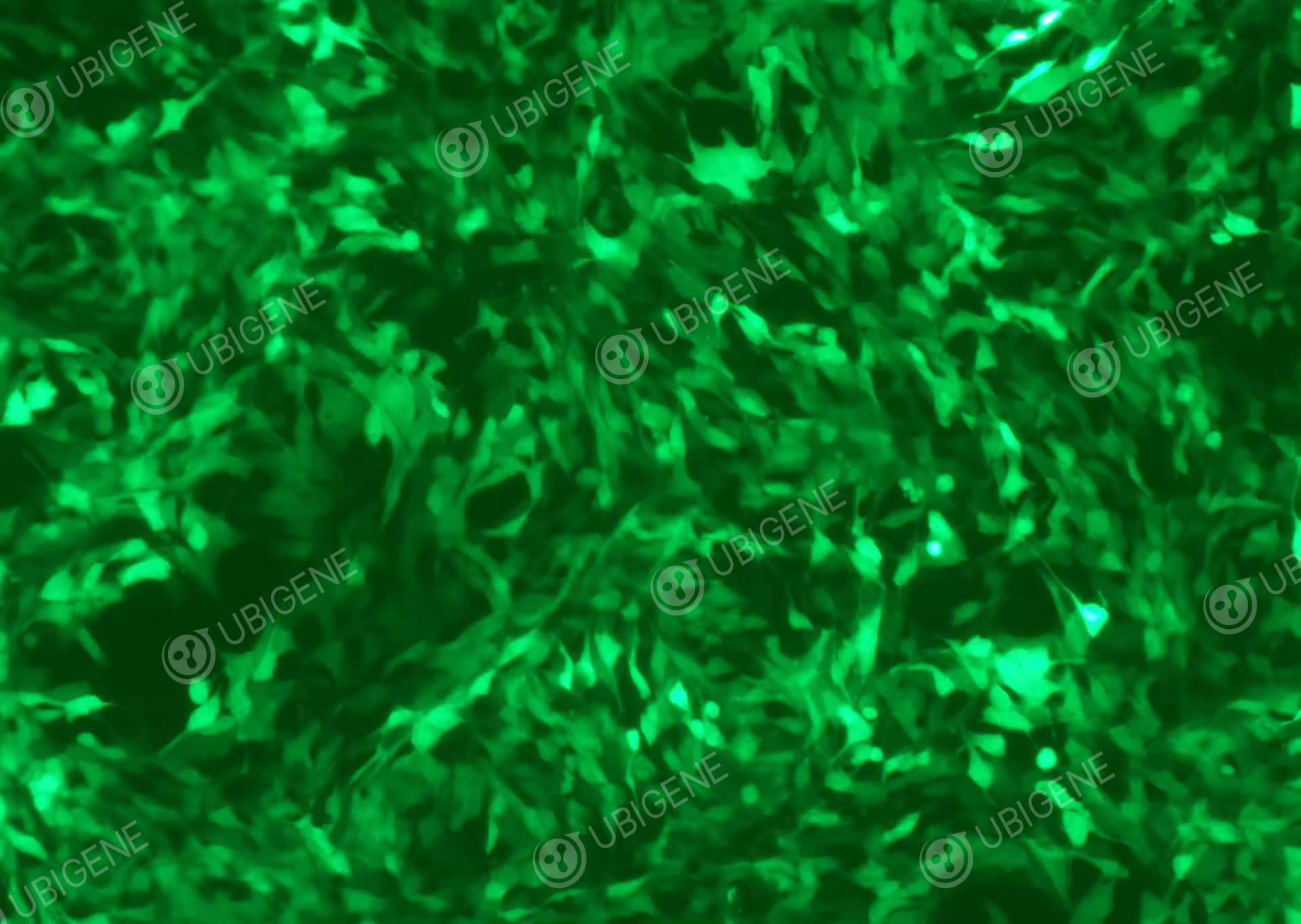 Pan-02 cell line | Ubigene