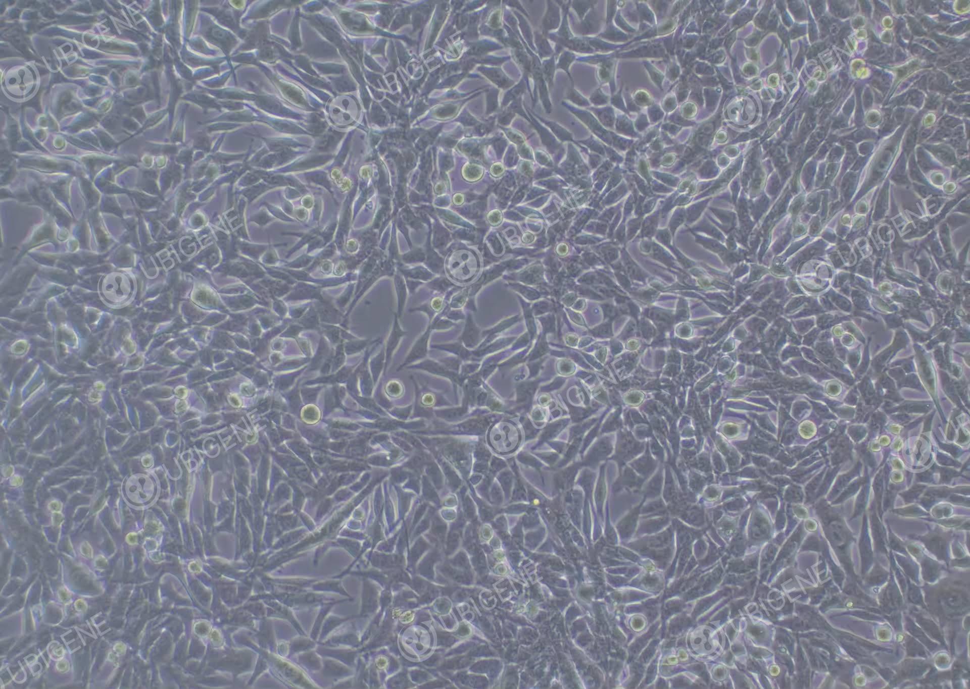 Pan-02 cell line | Ubigene