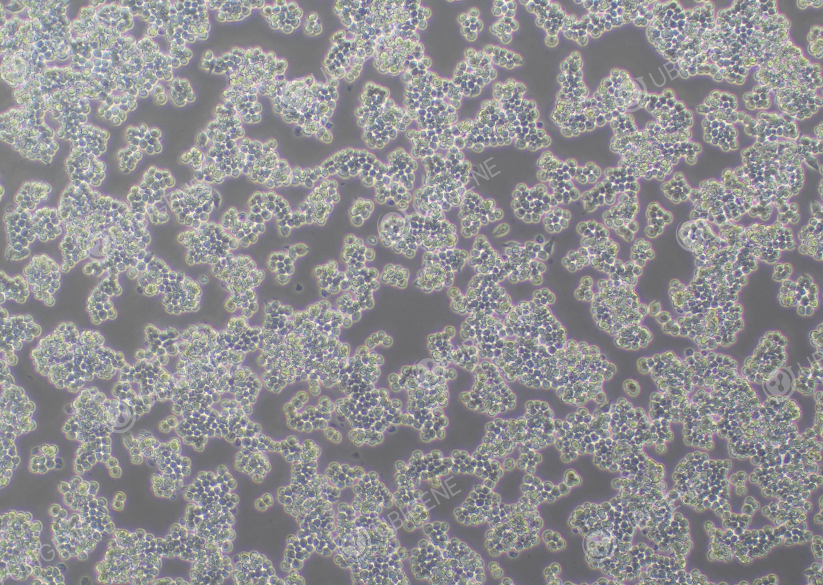 RAW 264.7 cell line | Ubigene