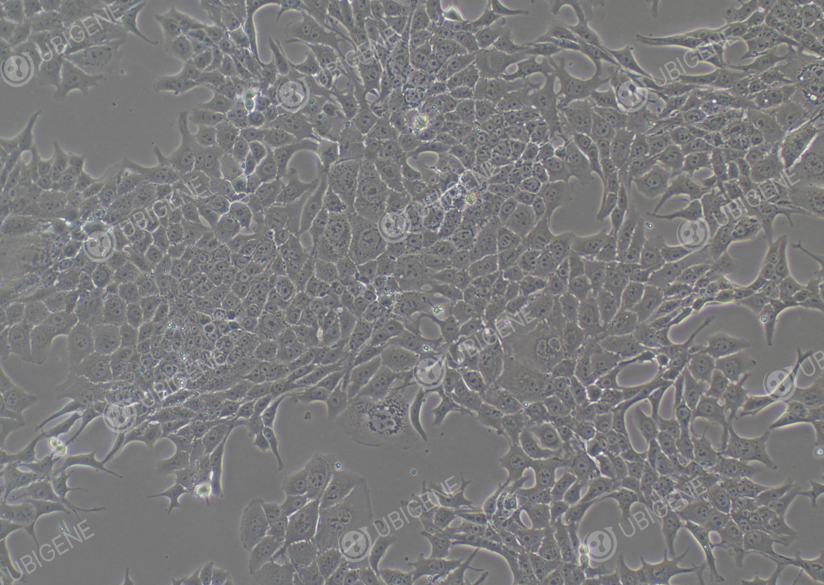 小鼠肾腺癌细胞(RenCa)_源井生物【官网】