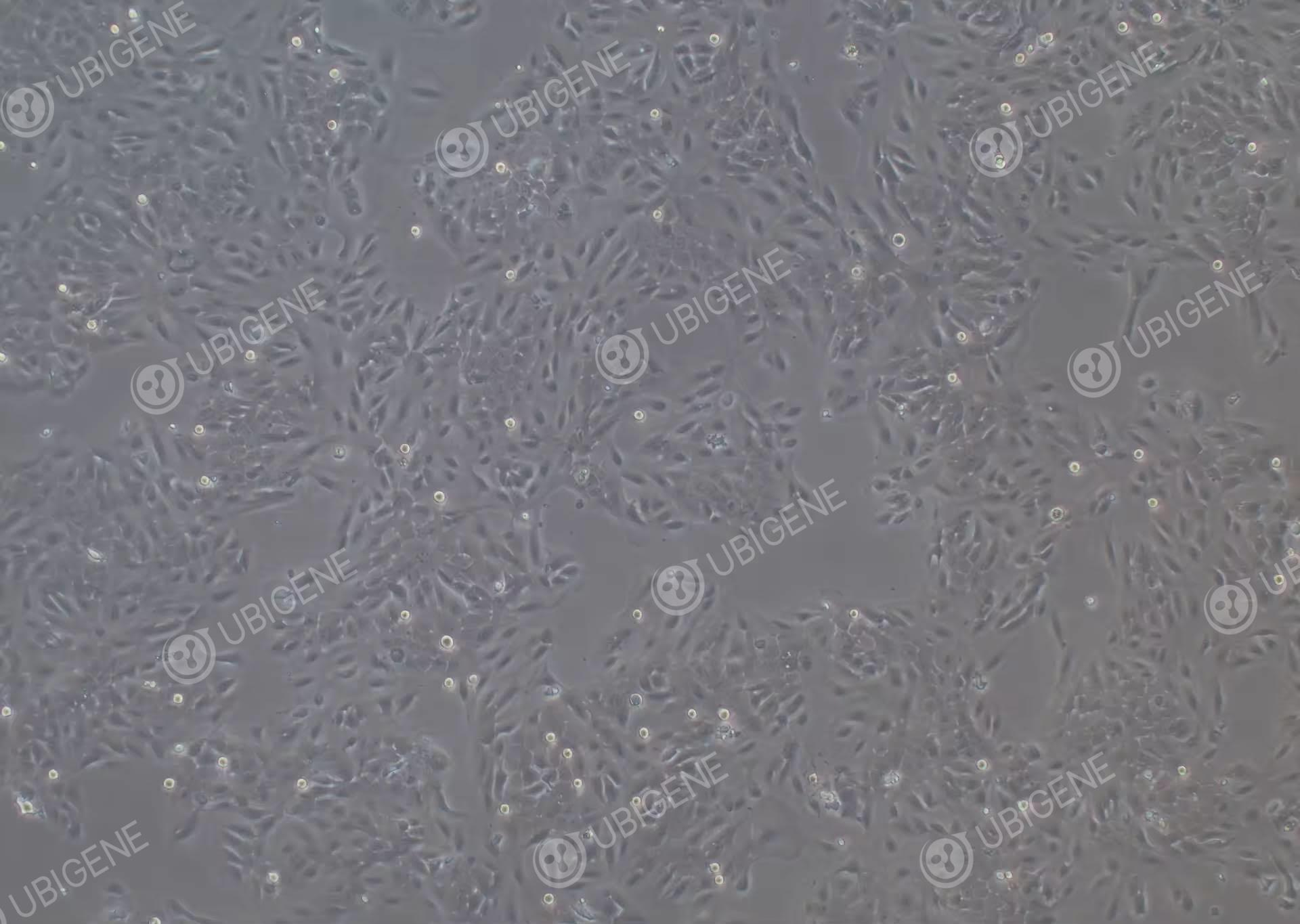 SCC-9 cell line | Ubigene