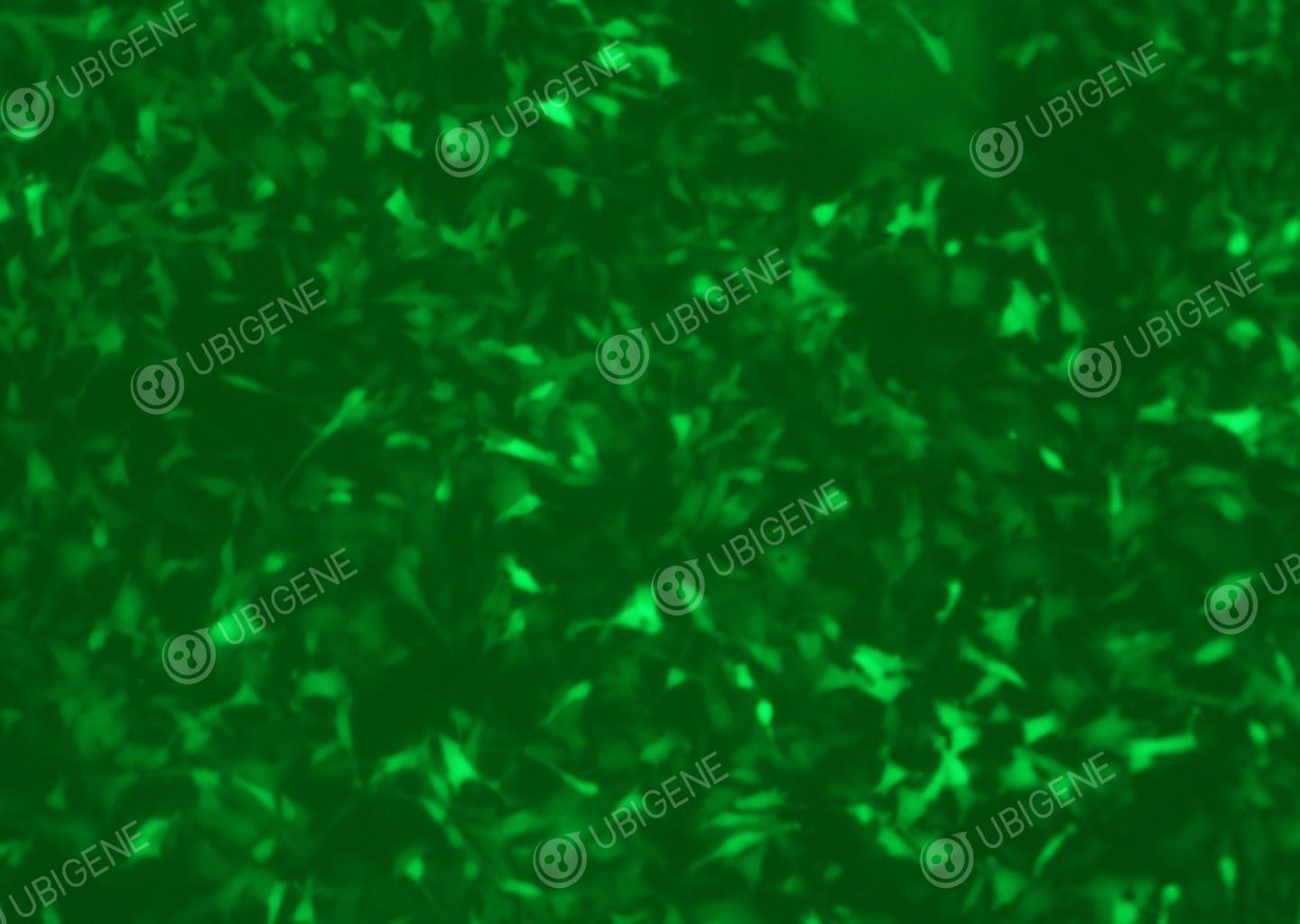 SH-SY5Y cell line | Ubigene