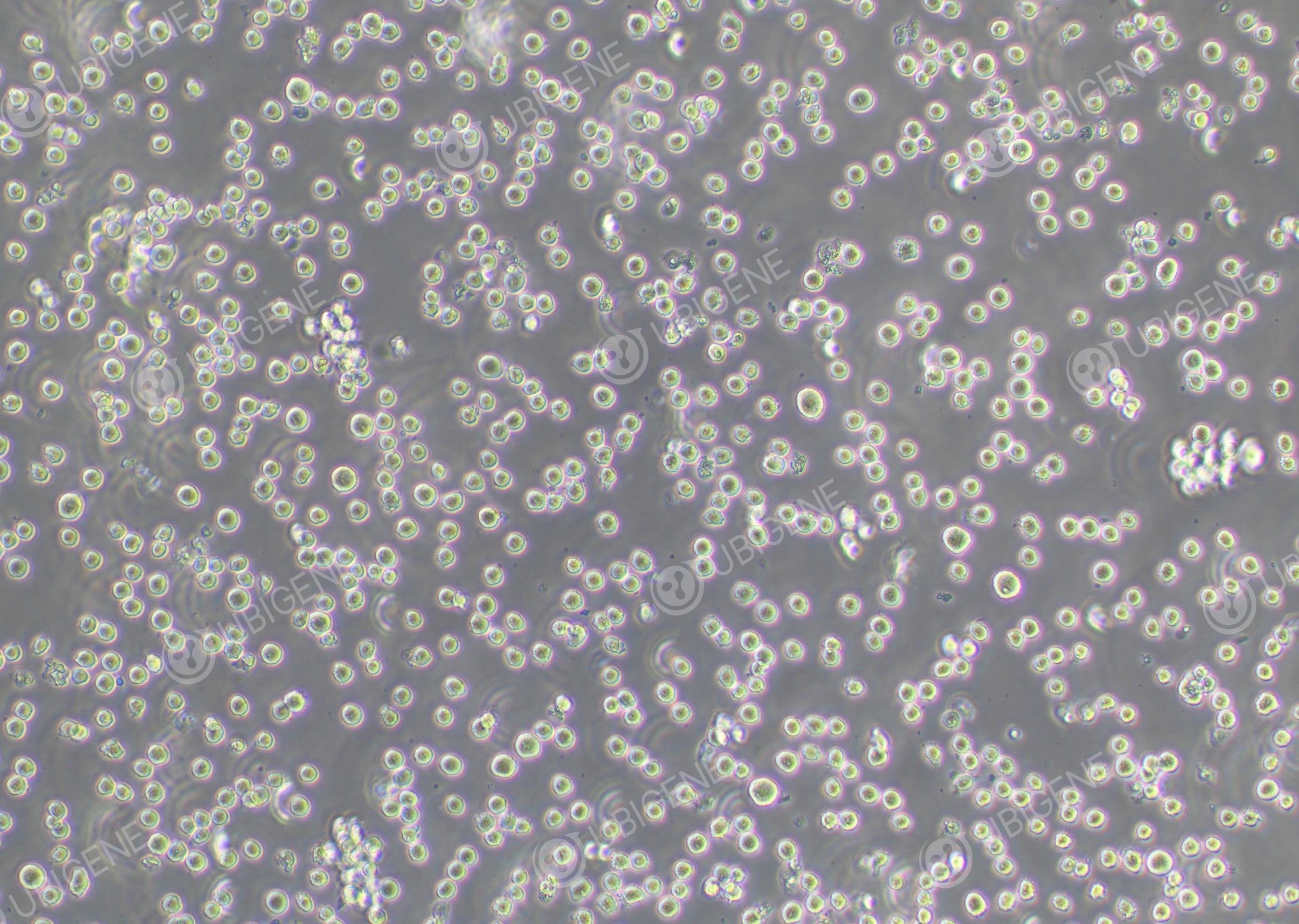 THP-1 cell line | Ubigene