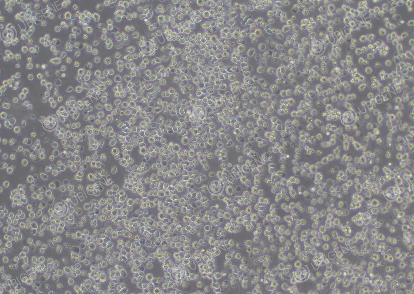 U-2932 cell line | Ubigene