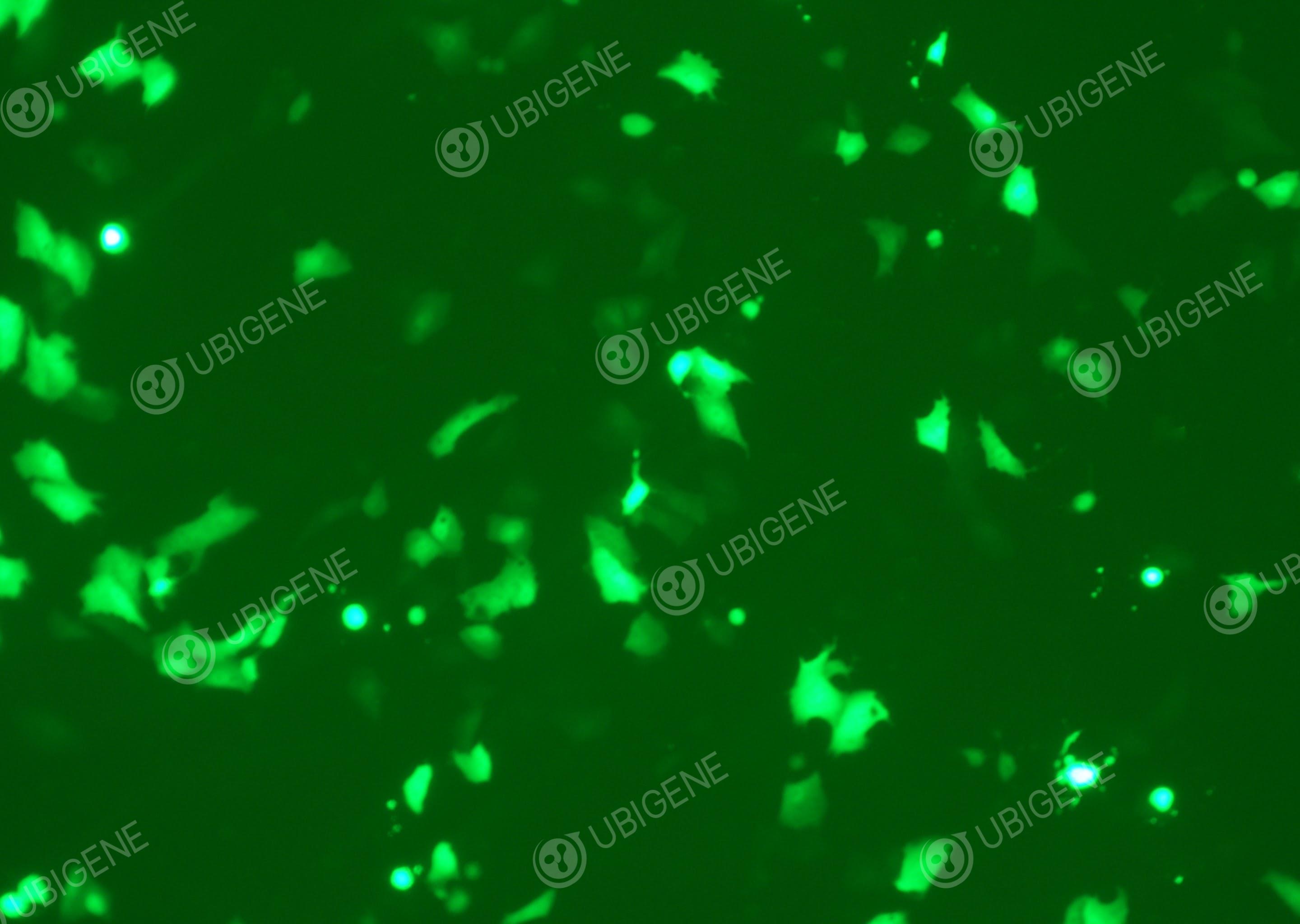 Vero cell line | Ubigene