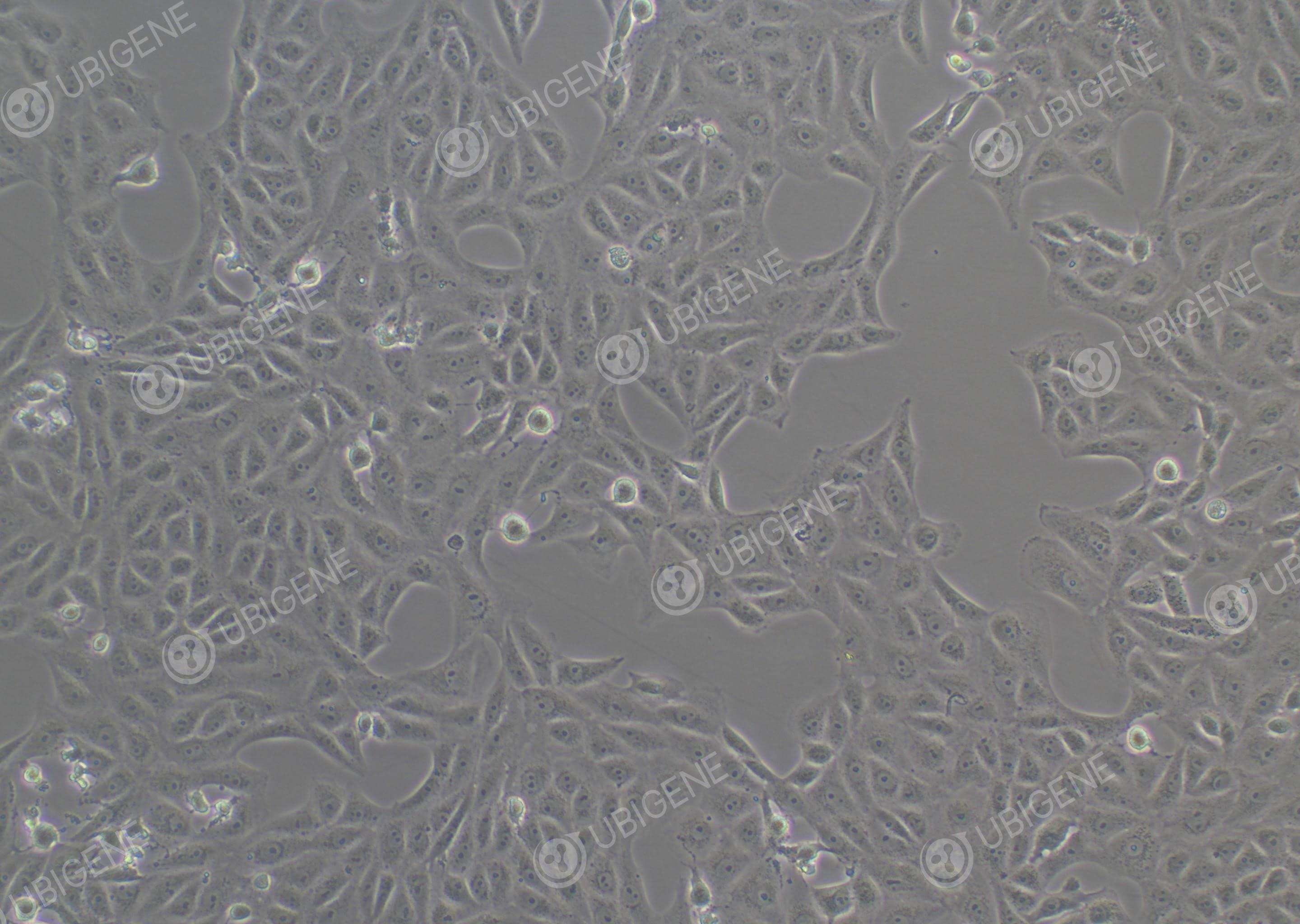 Vero cell line | Ubigene