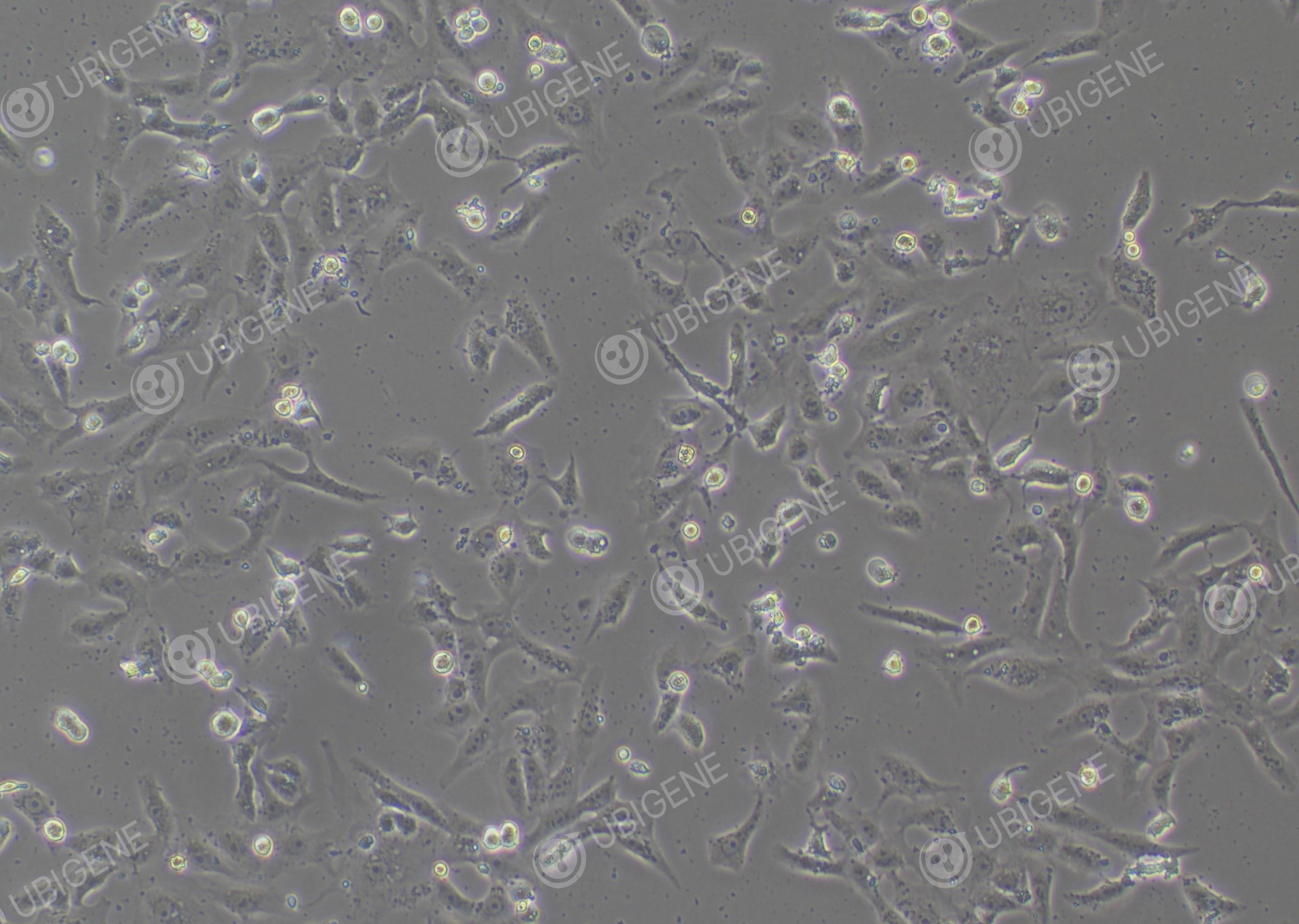 Vero cell line | Ubigene